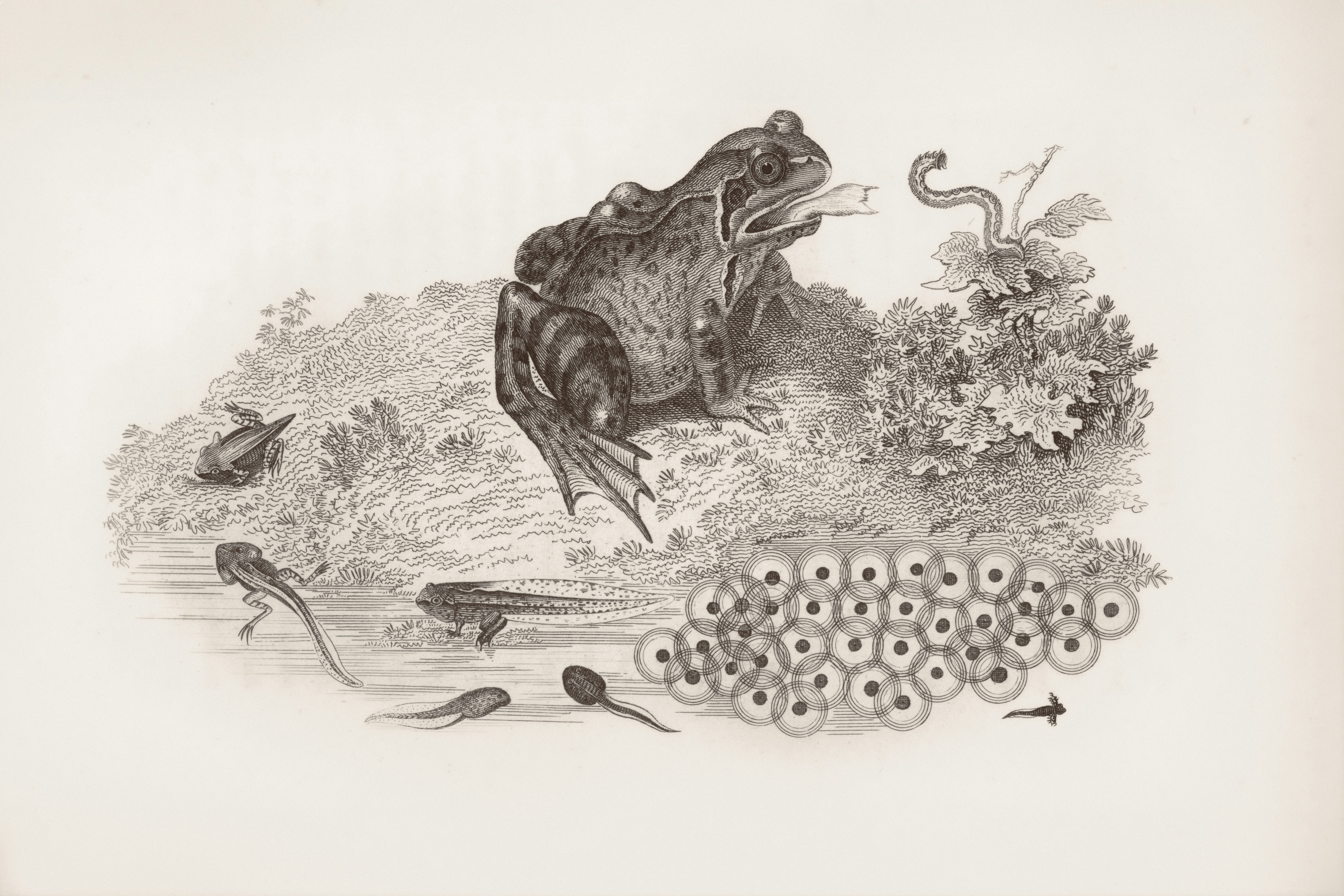 Frog life cycle from eggs to adult frog photo – Free Animal Image on ...