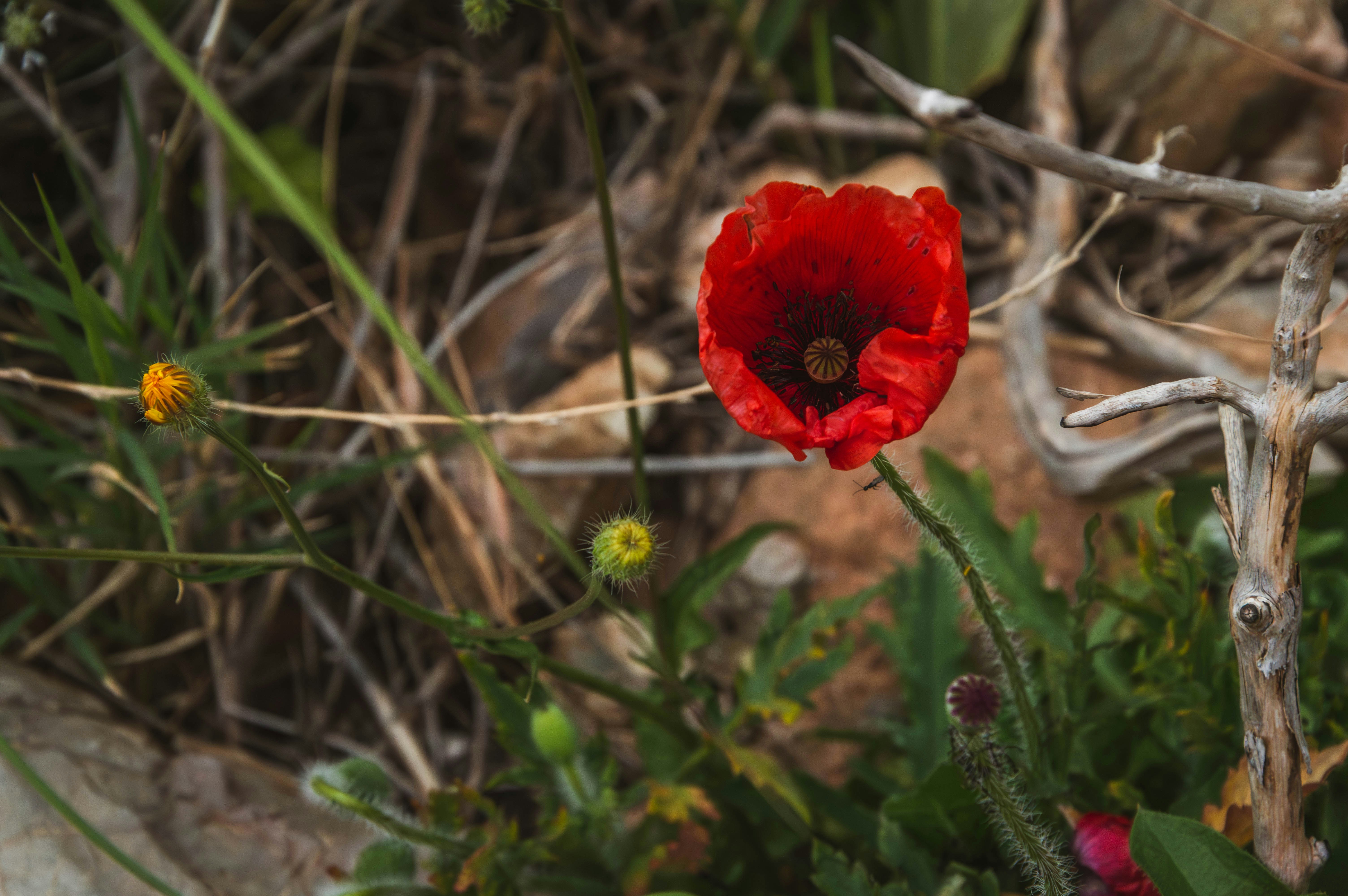 Crimson Bloom Amidst Nature's Canvas