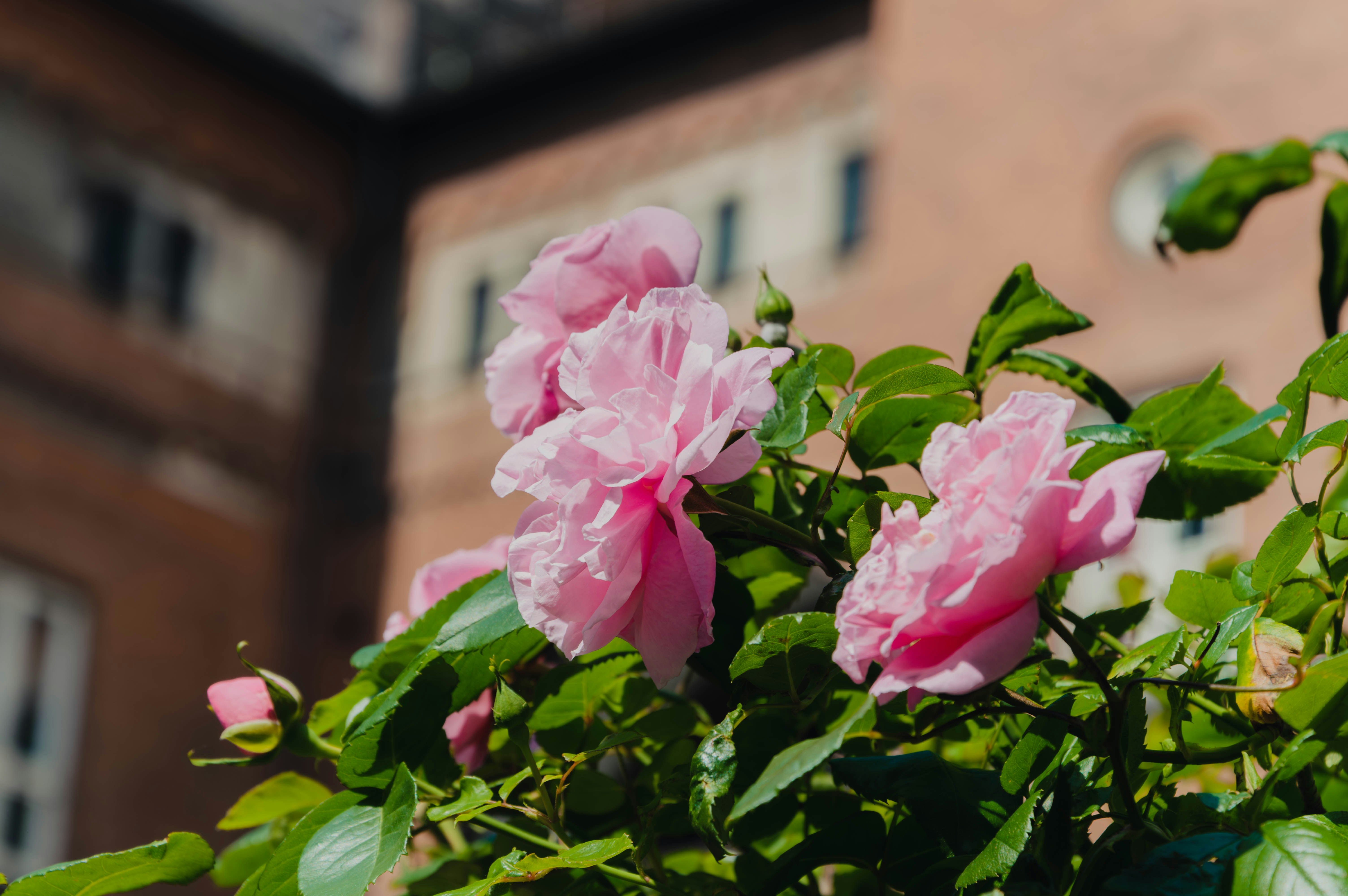 Blush on Brick: Pink Roses Framing an Urban Backdrop
