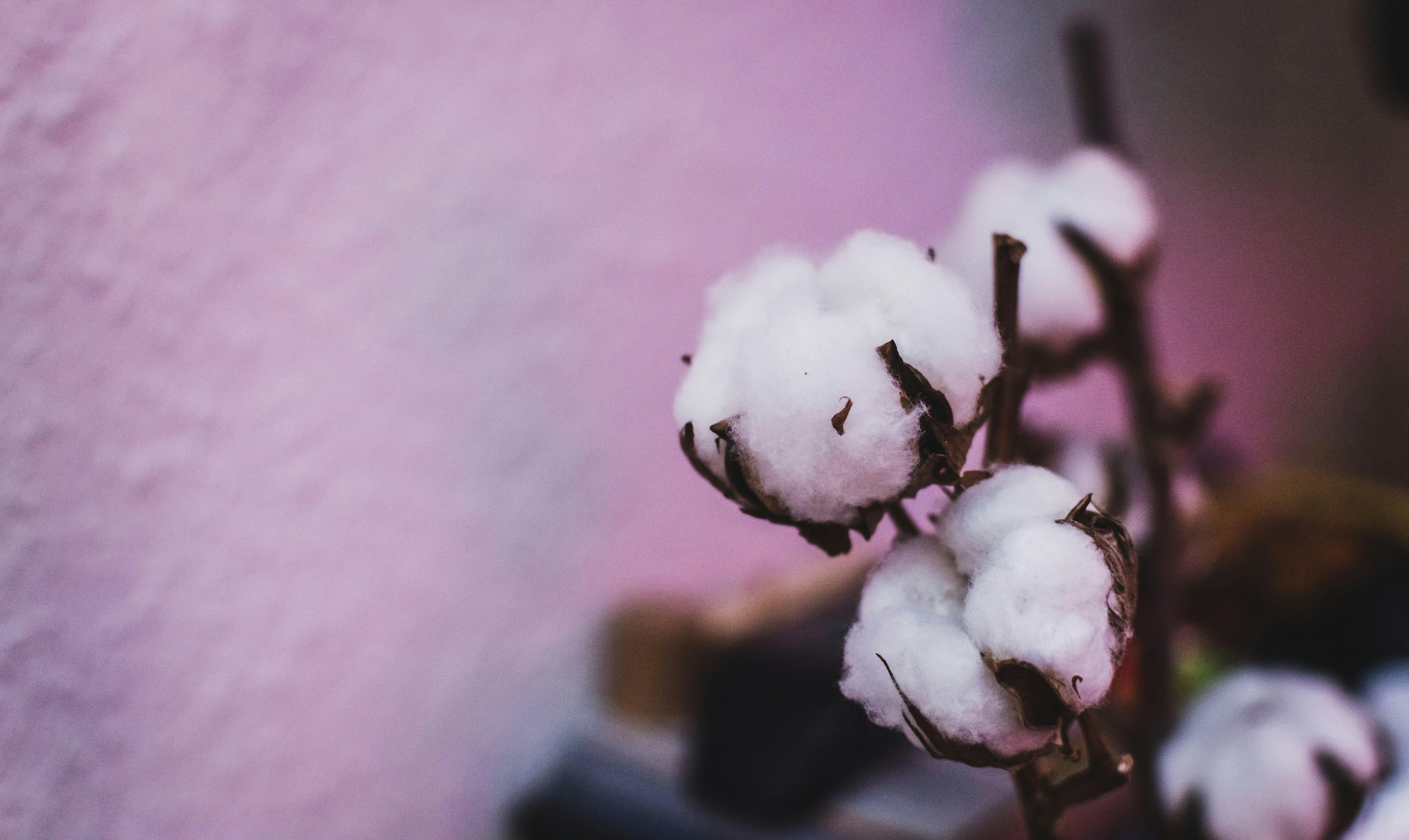 Whispers of Cotton: Nature's Soft Touch