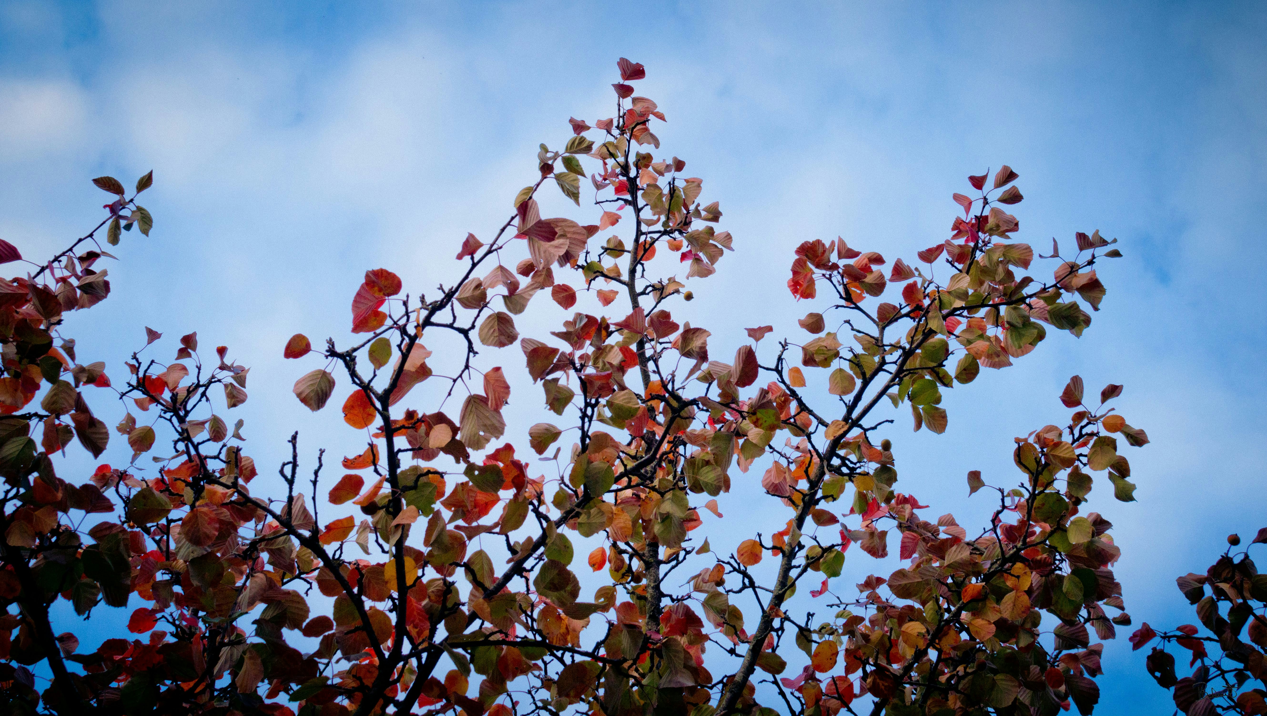 Whispers of Autumn: A Canopy of Color