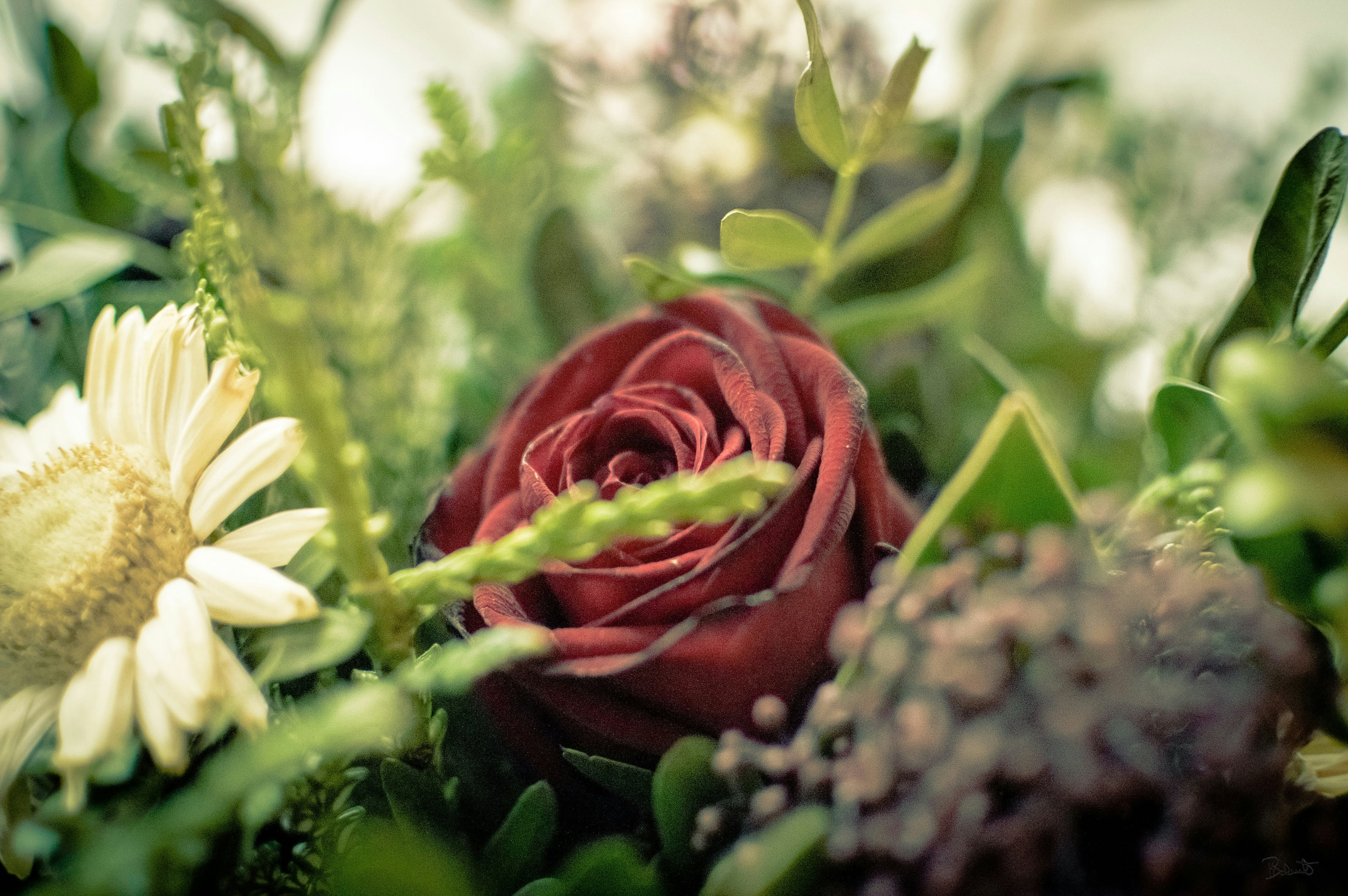 Close-up of a red rose with white daisies photo – Free Flowers Image on ...