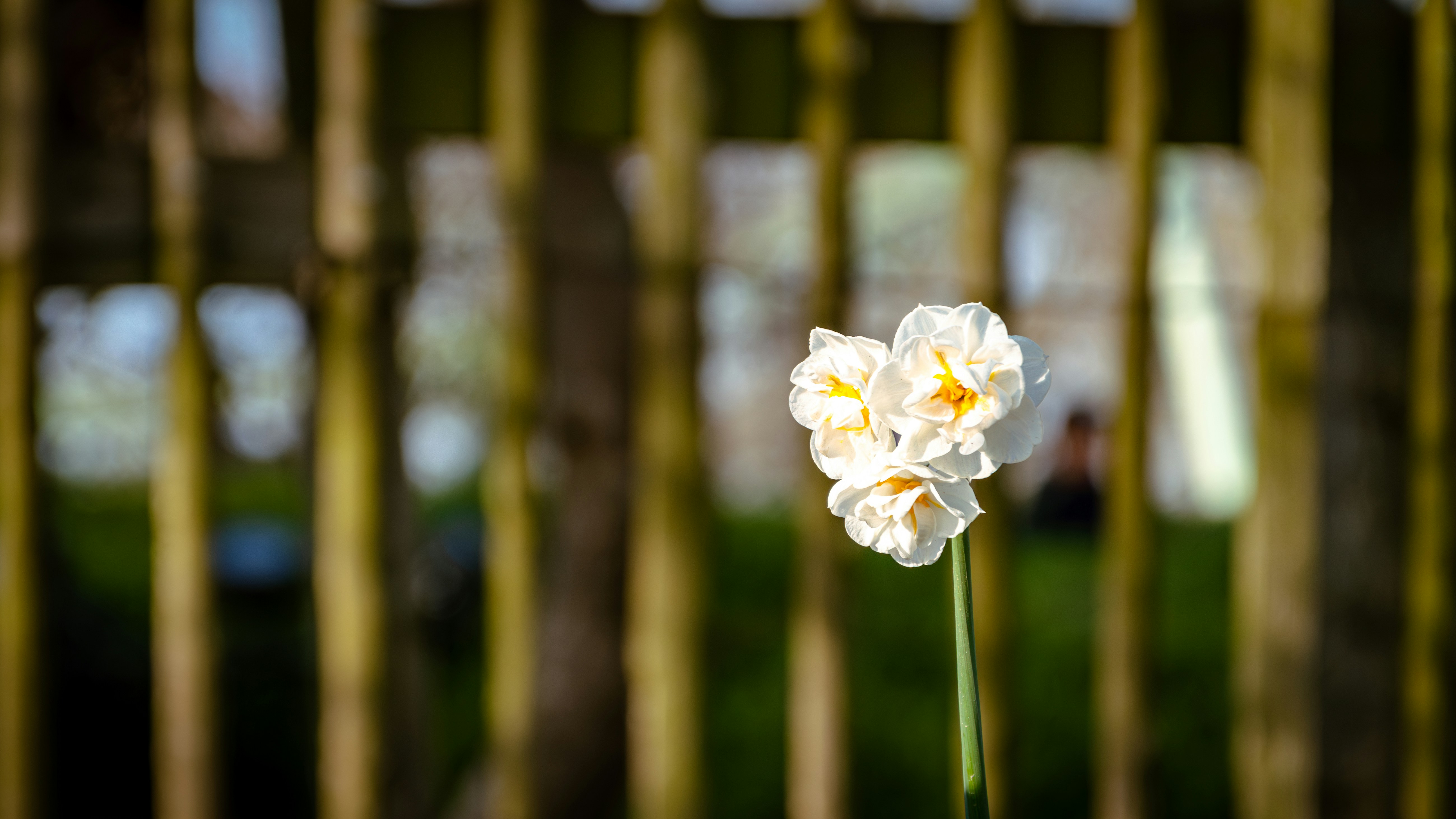 Solitary White Bloom Framed by Weathered Wood