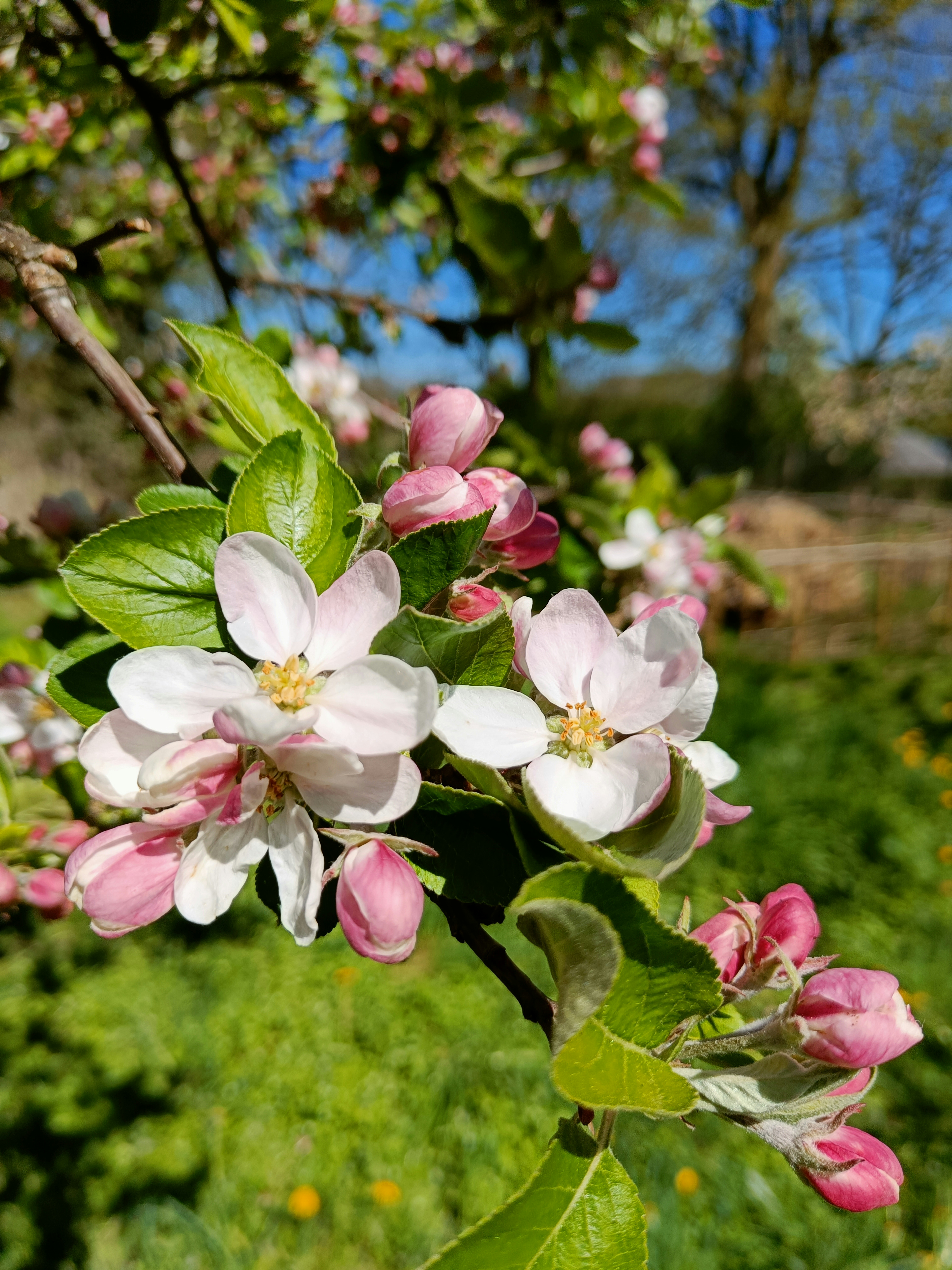 Sunlit Apple Blossom Cluster Dancing in a Garden Breeze