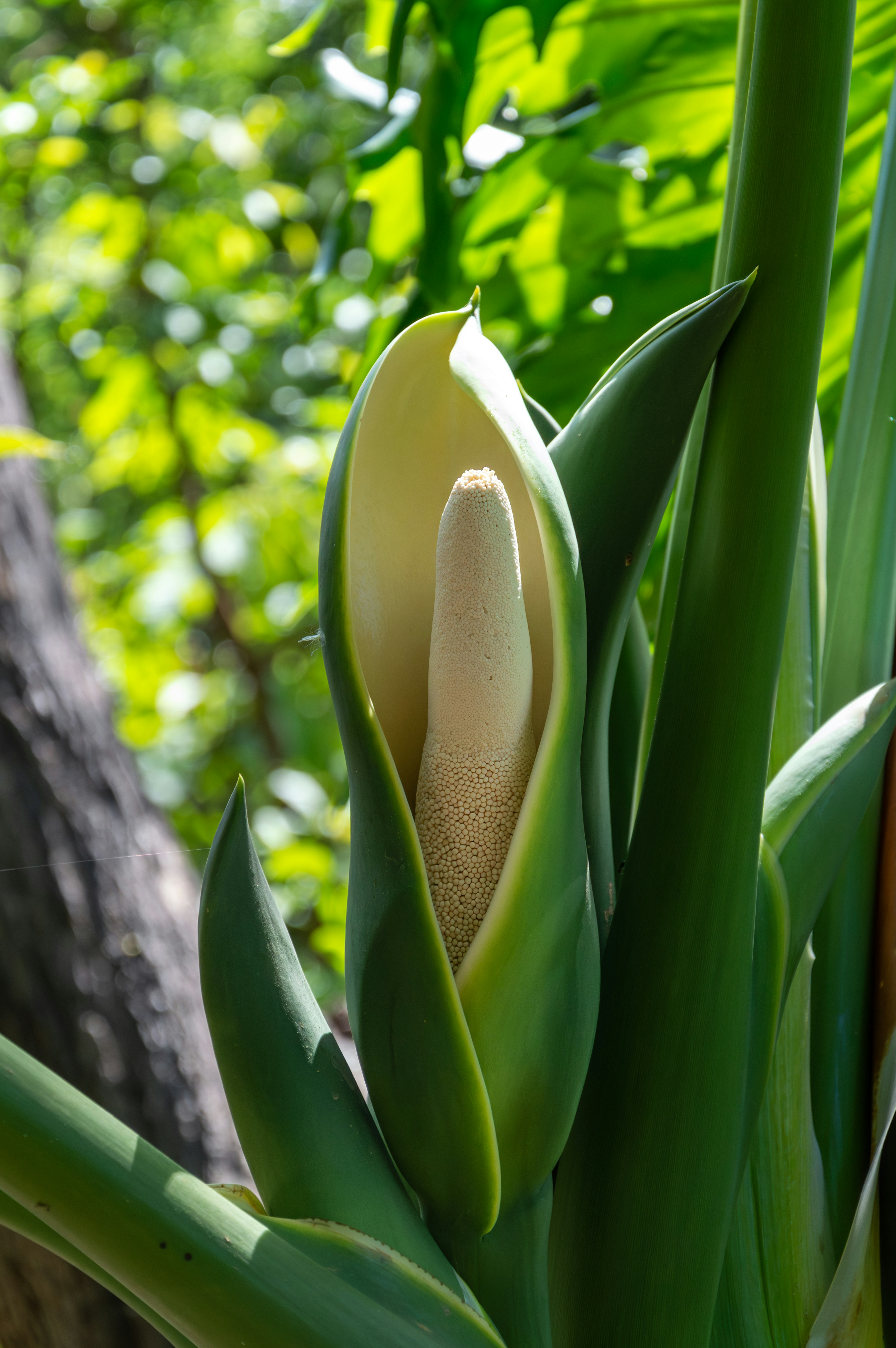 Nature's Intriguing Sculpture: The Hidden Bloom