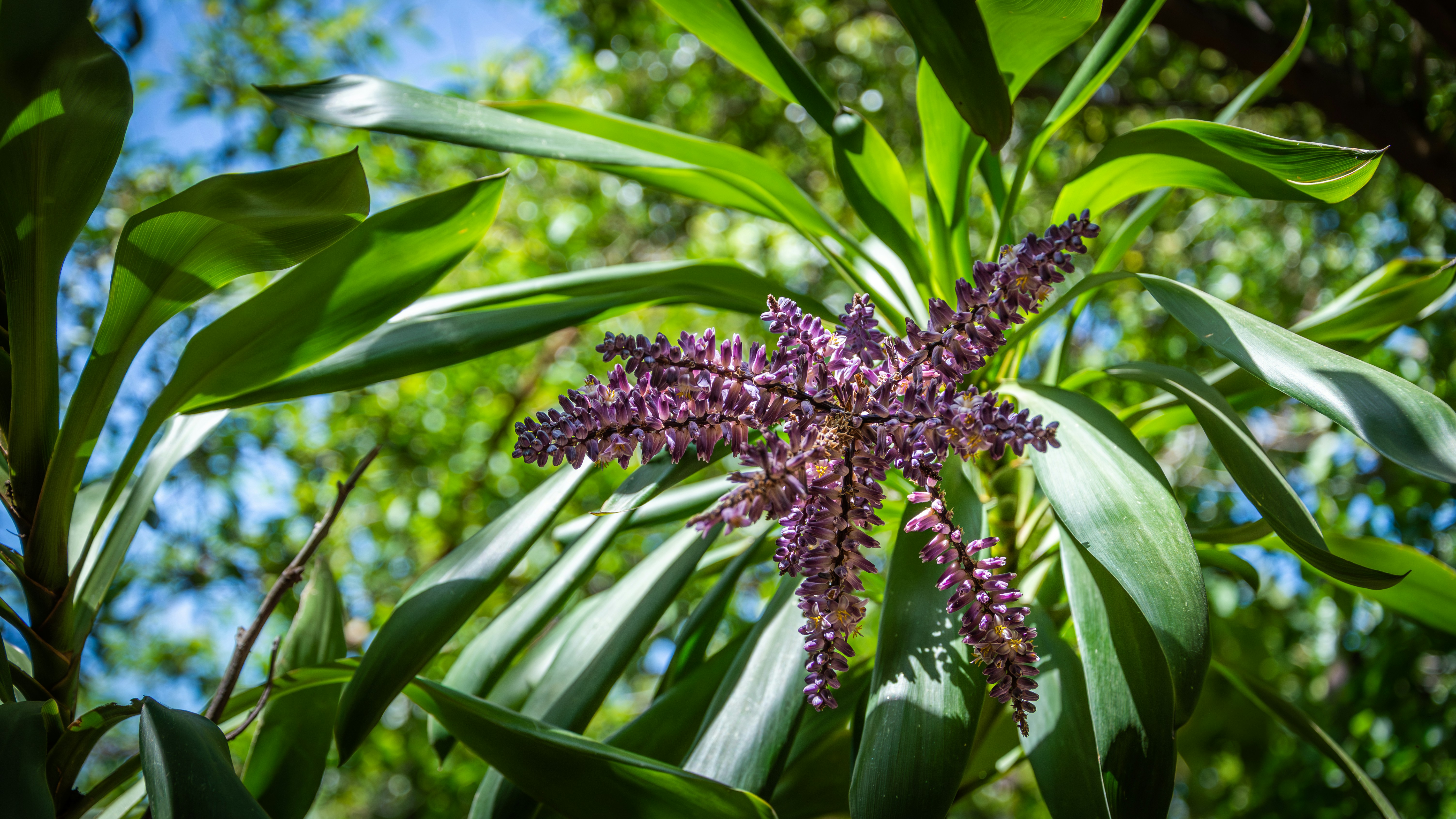 Purple Inflorescence Quietly Rising Among Broad Green Leaves