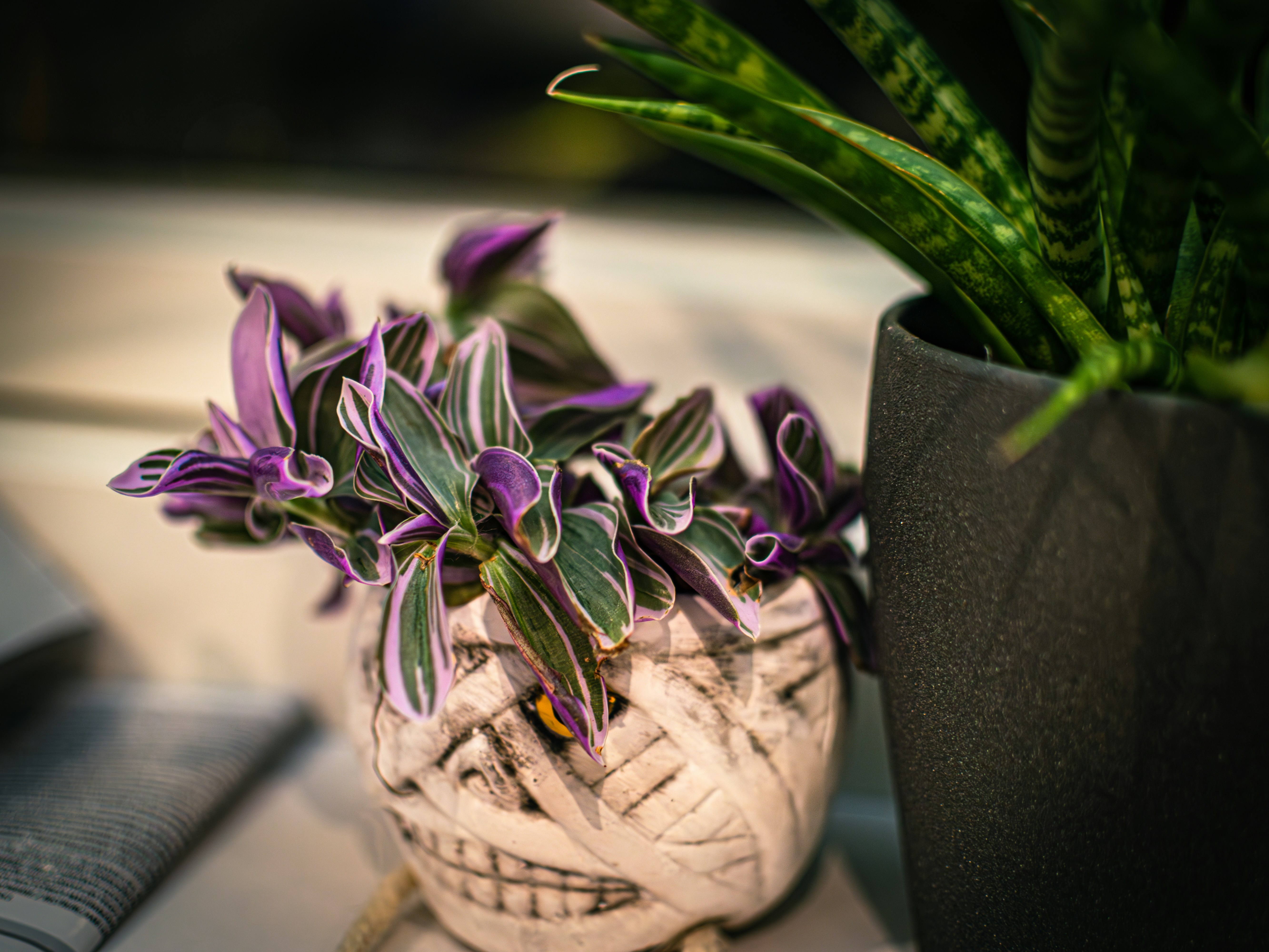 Purple-edged foliage in a textured wrap pot beside a dark planter