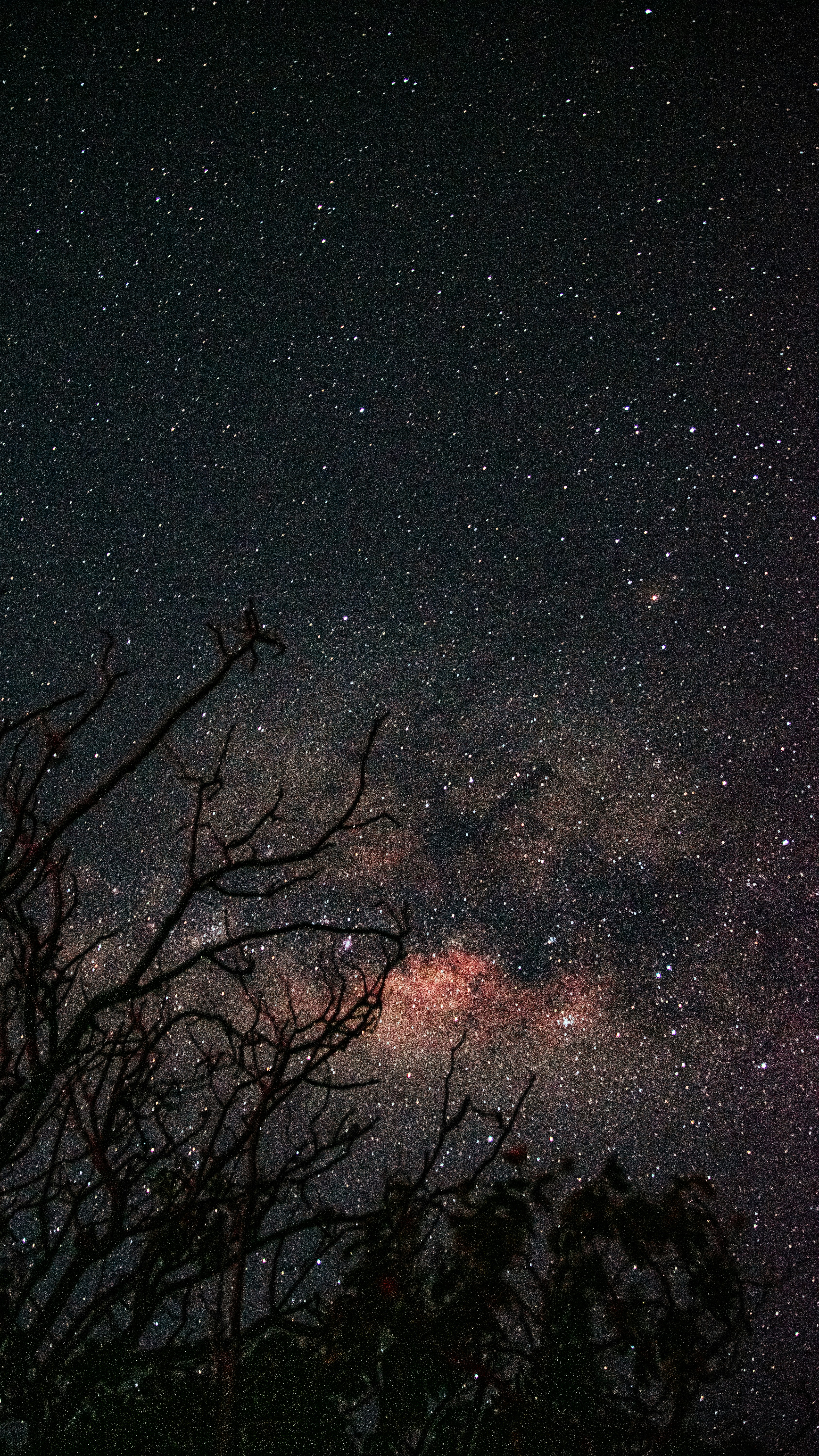 Milkywhay | Milky way galaxy visible through silhouetted tree branches