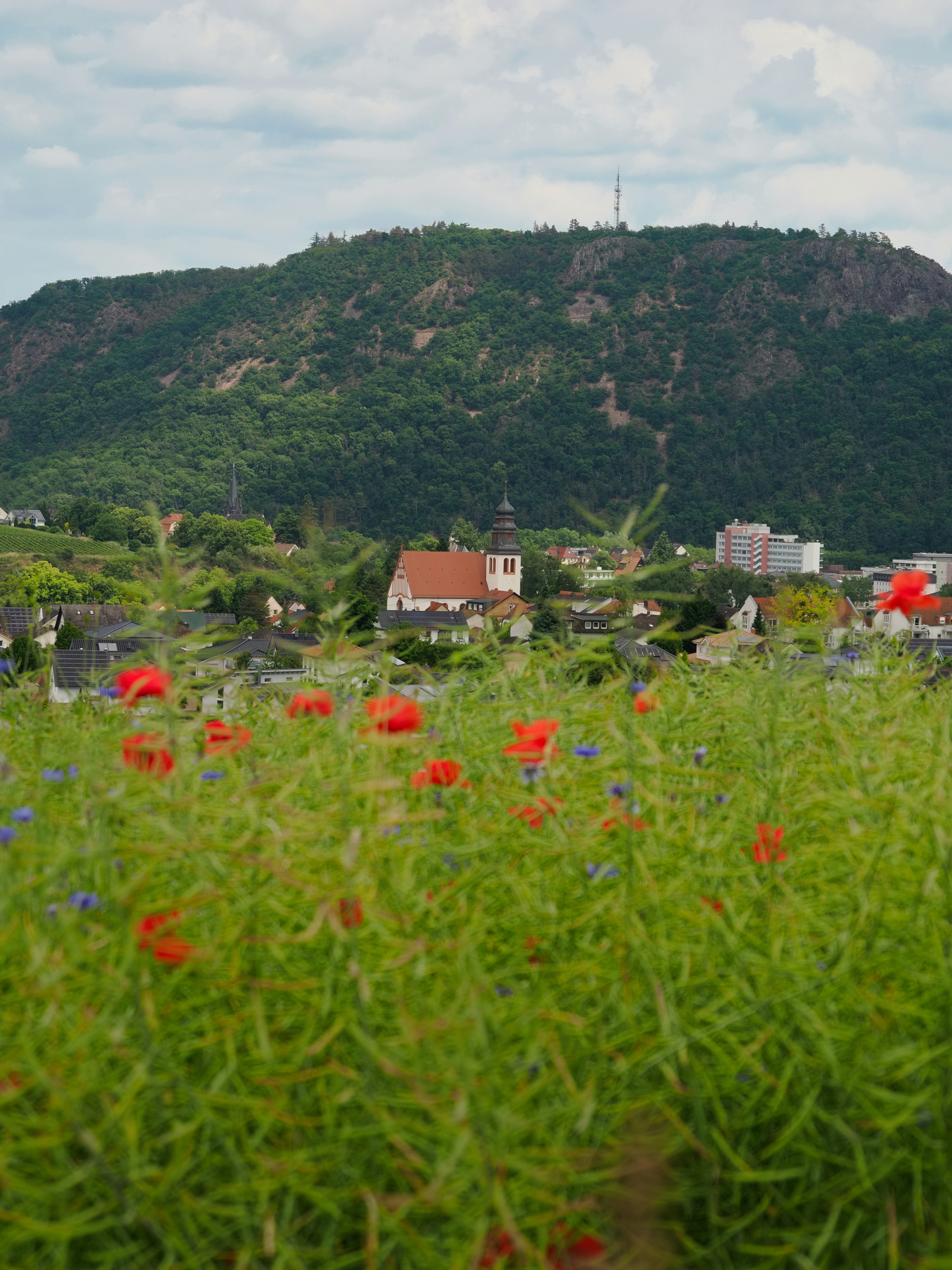 Field of poppies with village and mountain background