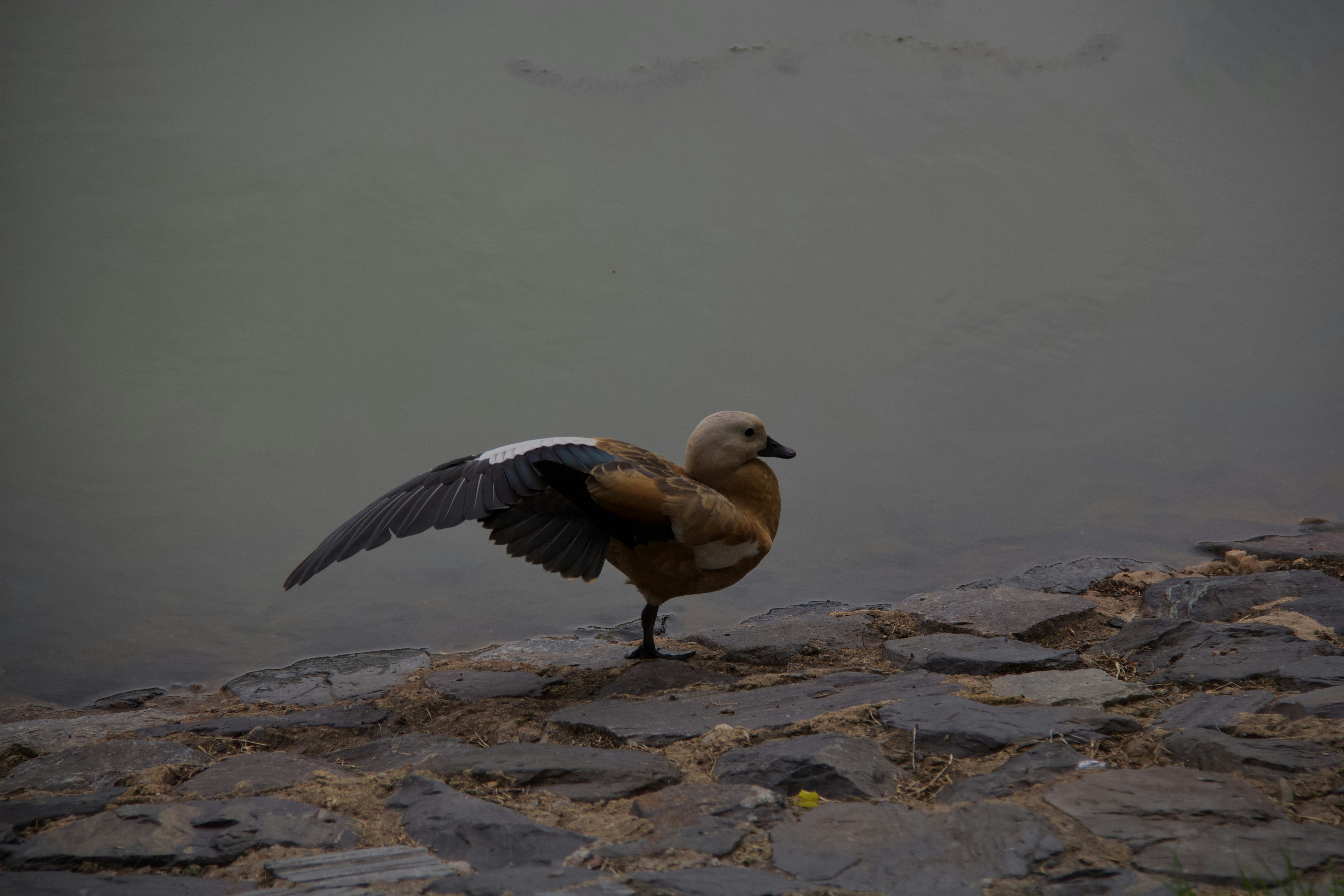 Graceful Stretch by the Water's Edge