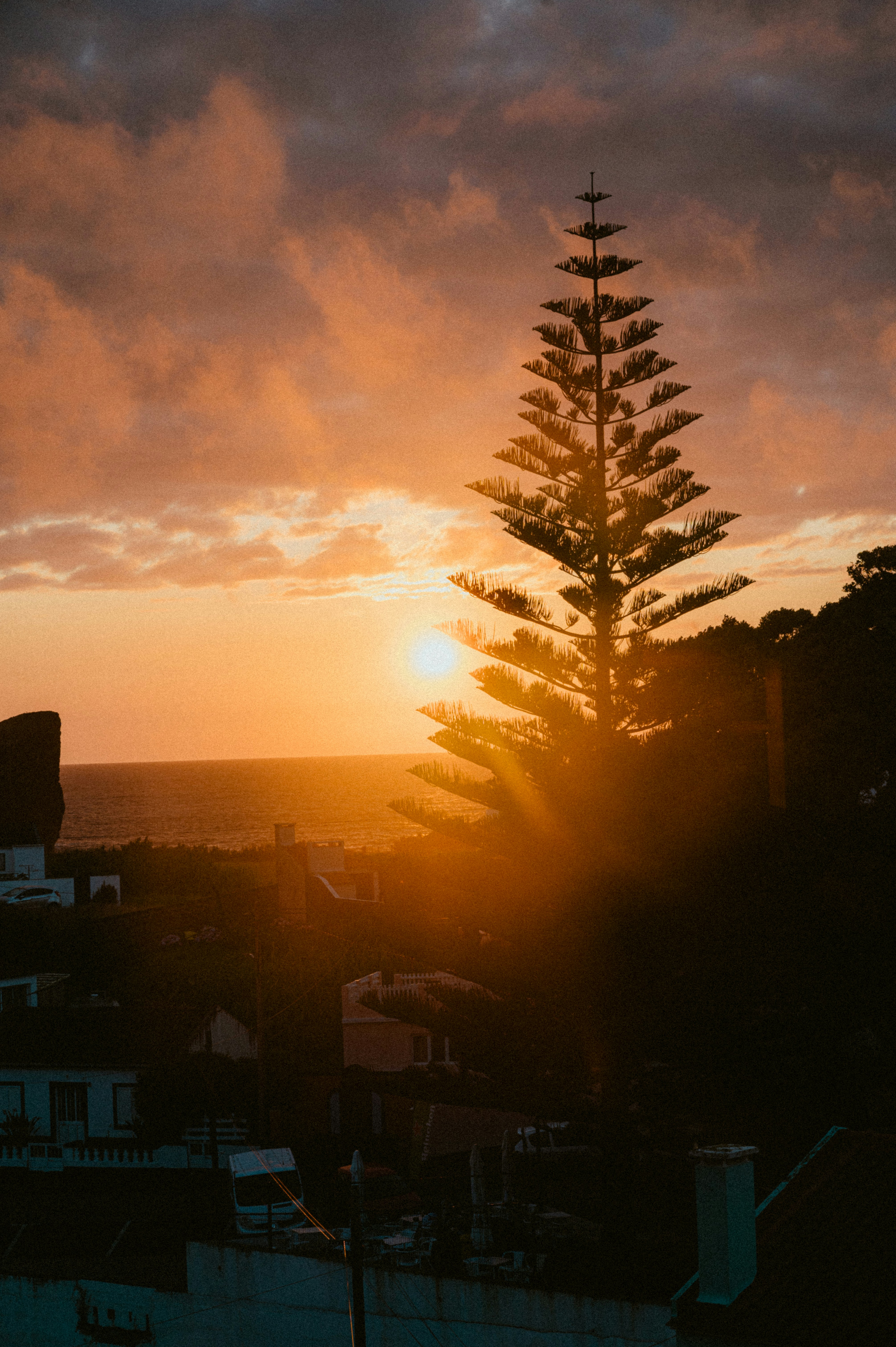 Sunburst Through a Coastal Norfolk Pine at Dusk