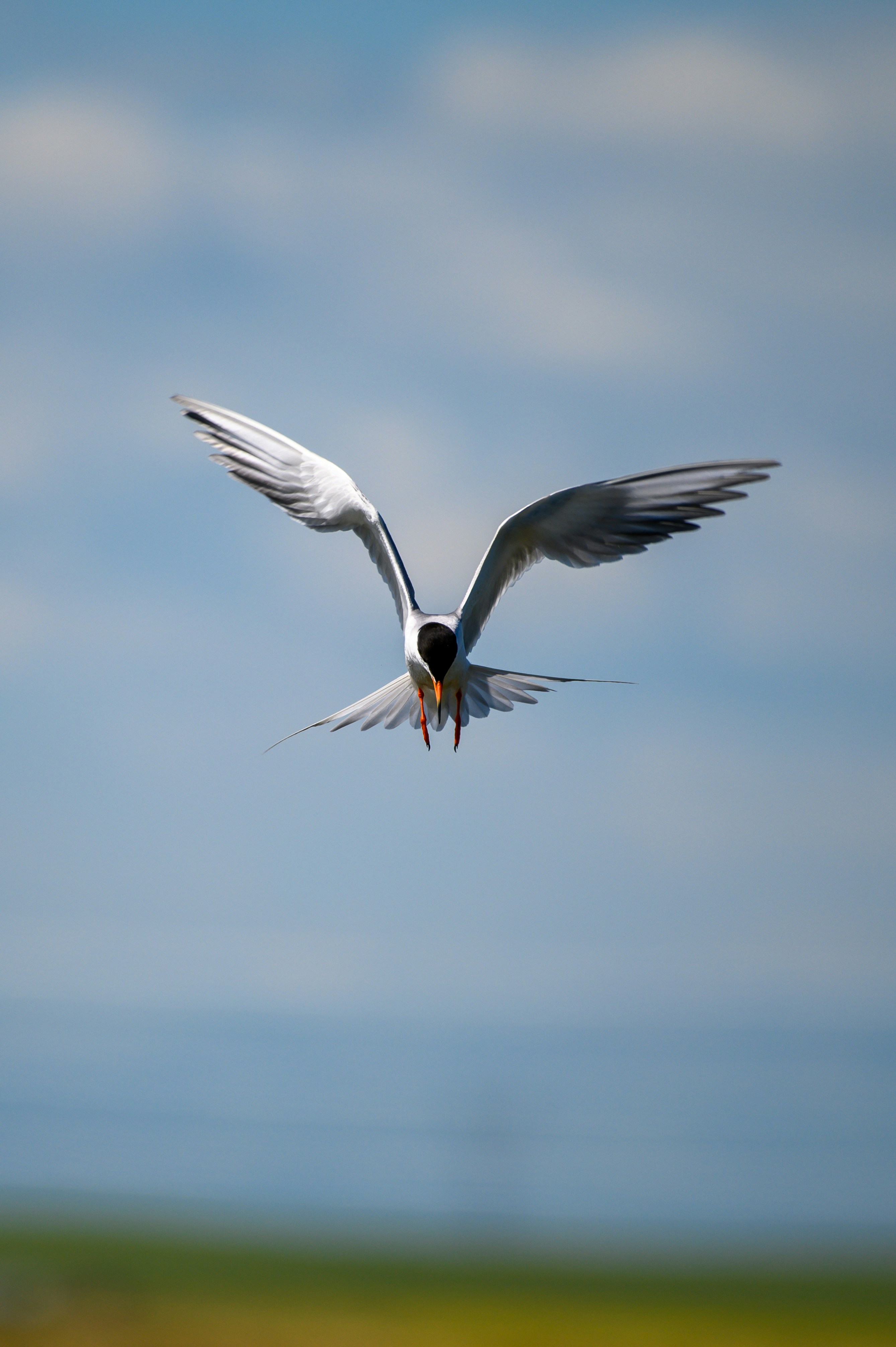 A tern bird flying with wings spread wide photo – Free Wildlife Image ...