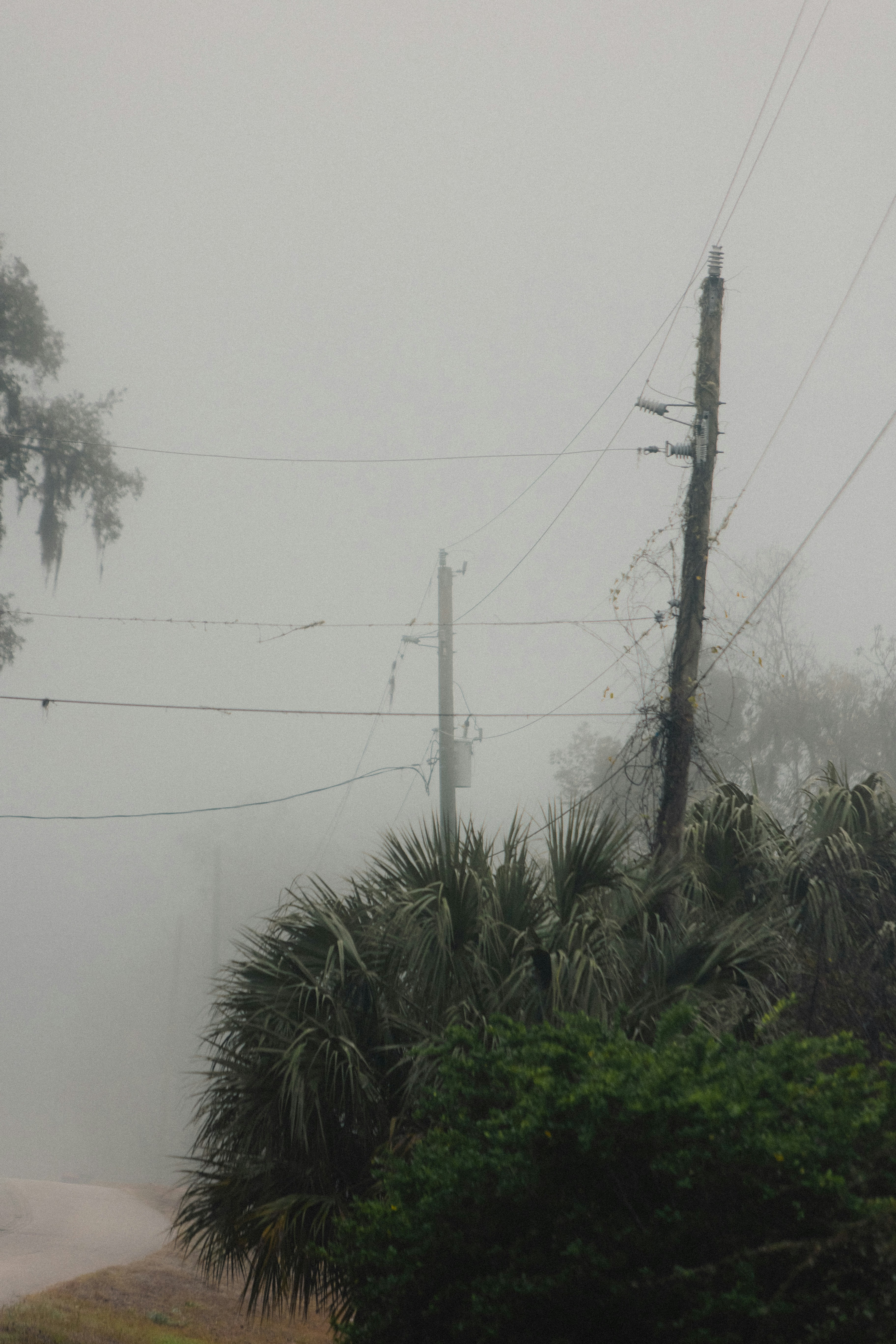 Power lines and palm trees in thick fog