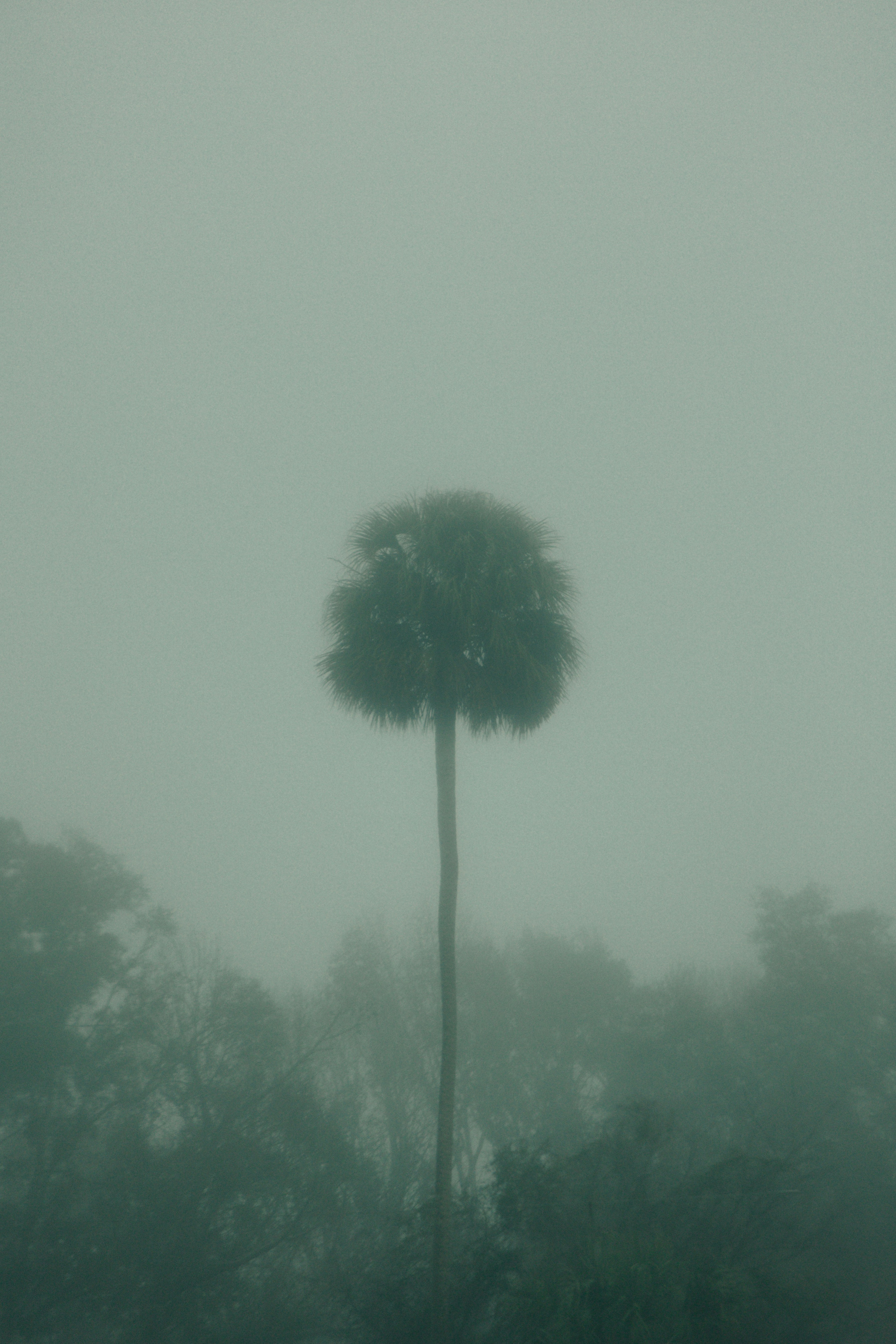 Lone palm tree rises through a dense fog, surrounded by indistinct foliage. The atmosphere evokes a sense of tranquility and mystery.