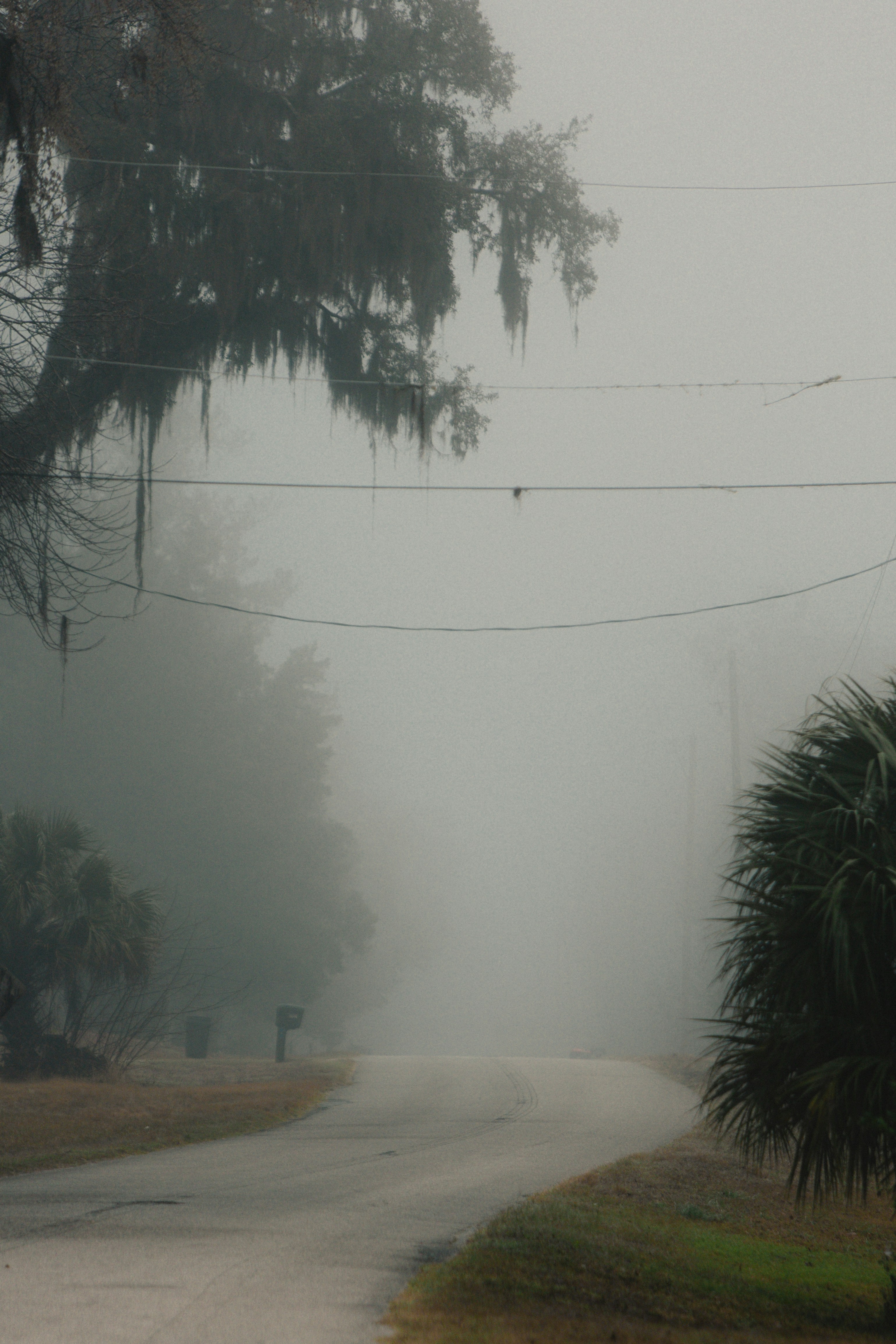 A winding road disappears into a dense fog, framed by shadowy trees and hints of palm foliage. The scene evokes a sense of mystery and solitude.