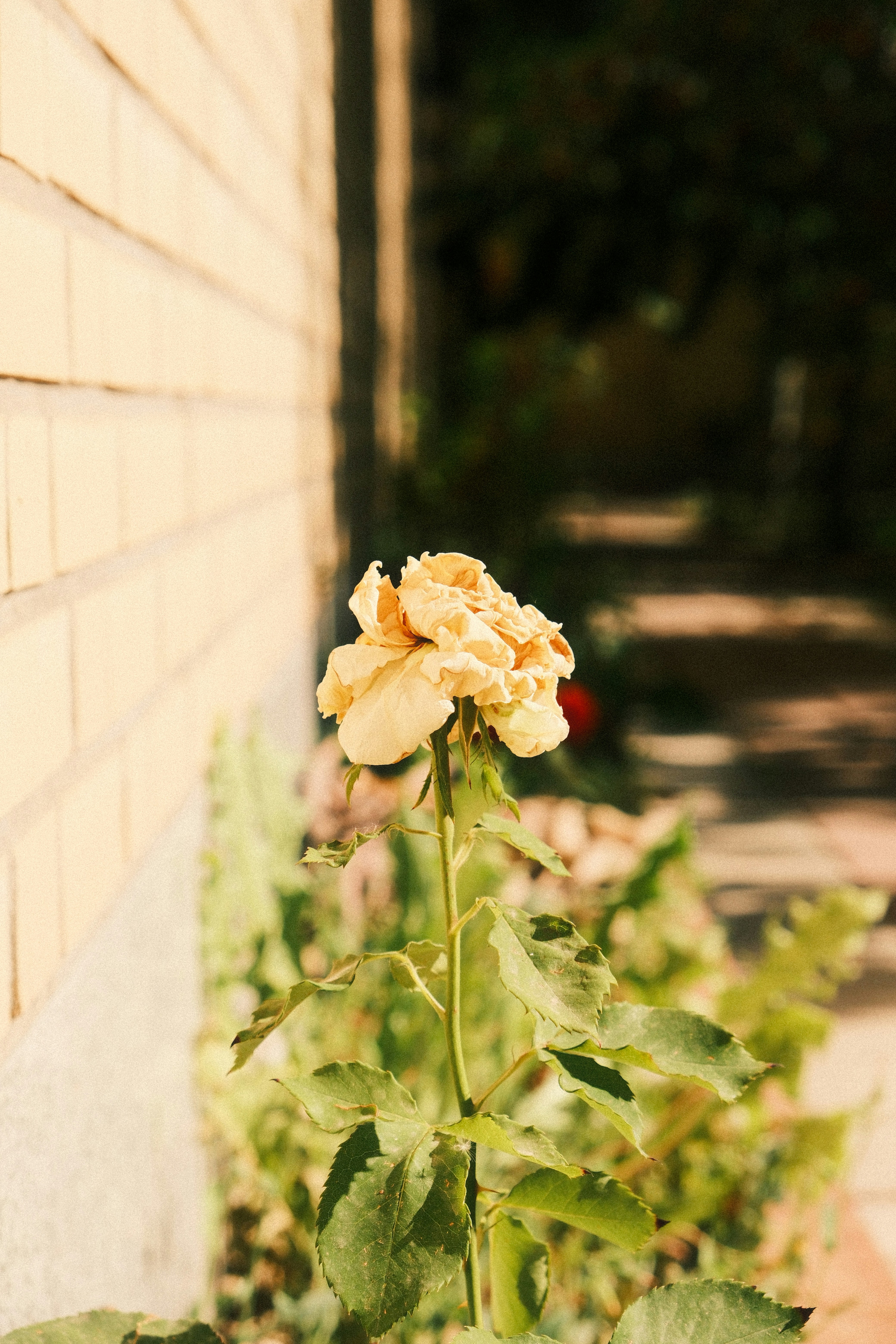 Whispers of a Fading Blossom