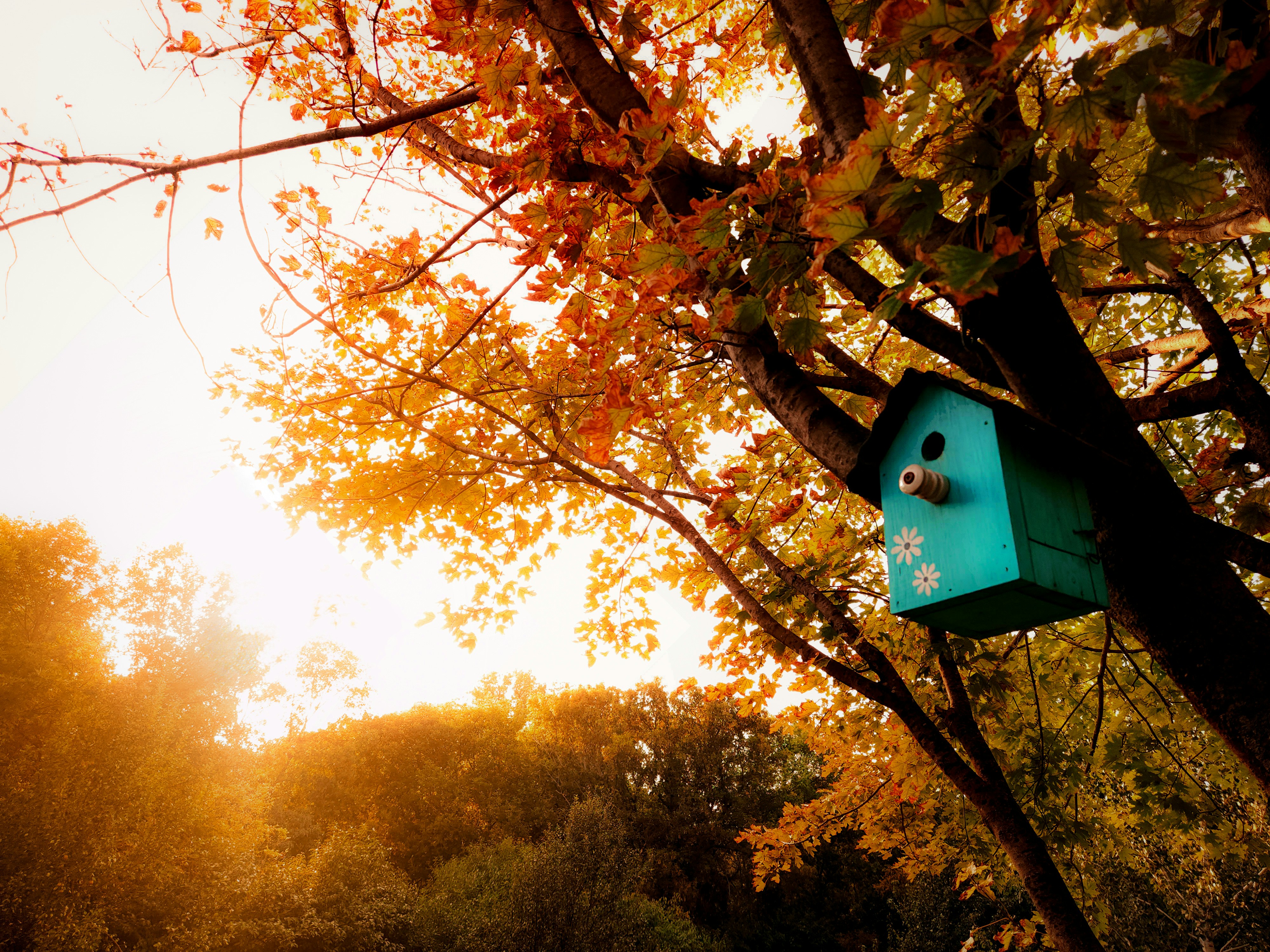 Turquoise birdhouse hangs from a tree in autumn.