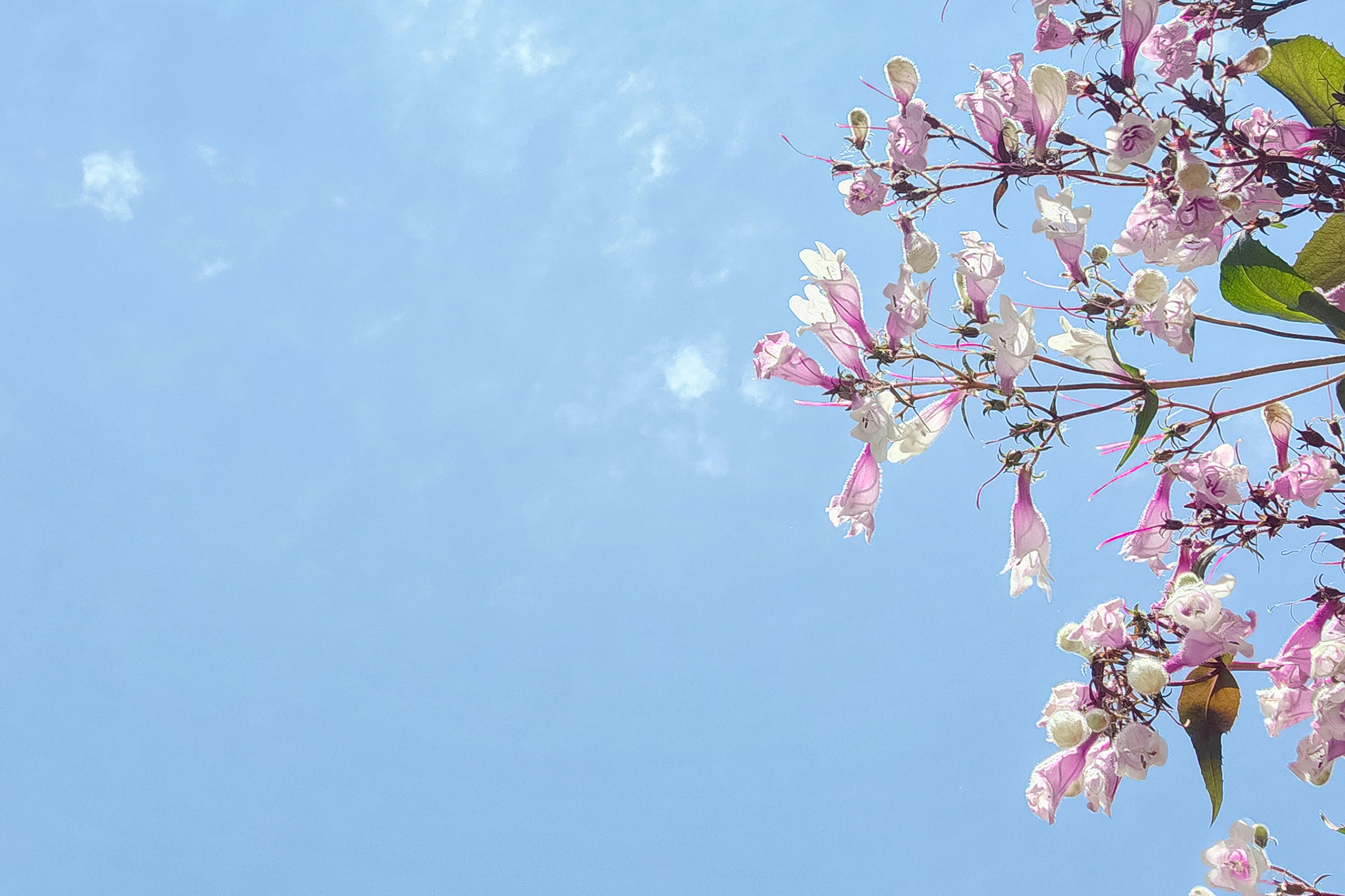 Pink flowers bloom against a clear blue sky.