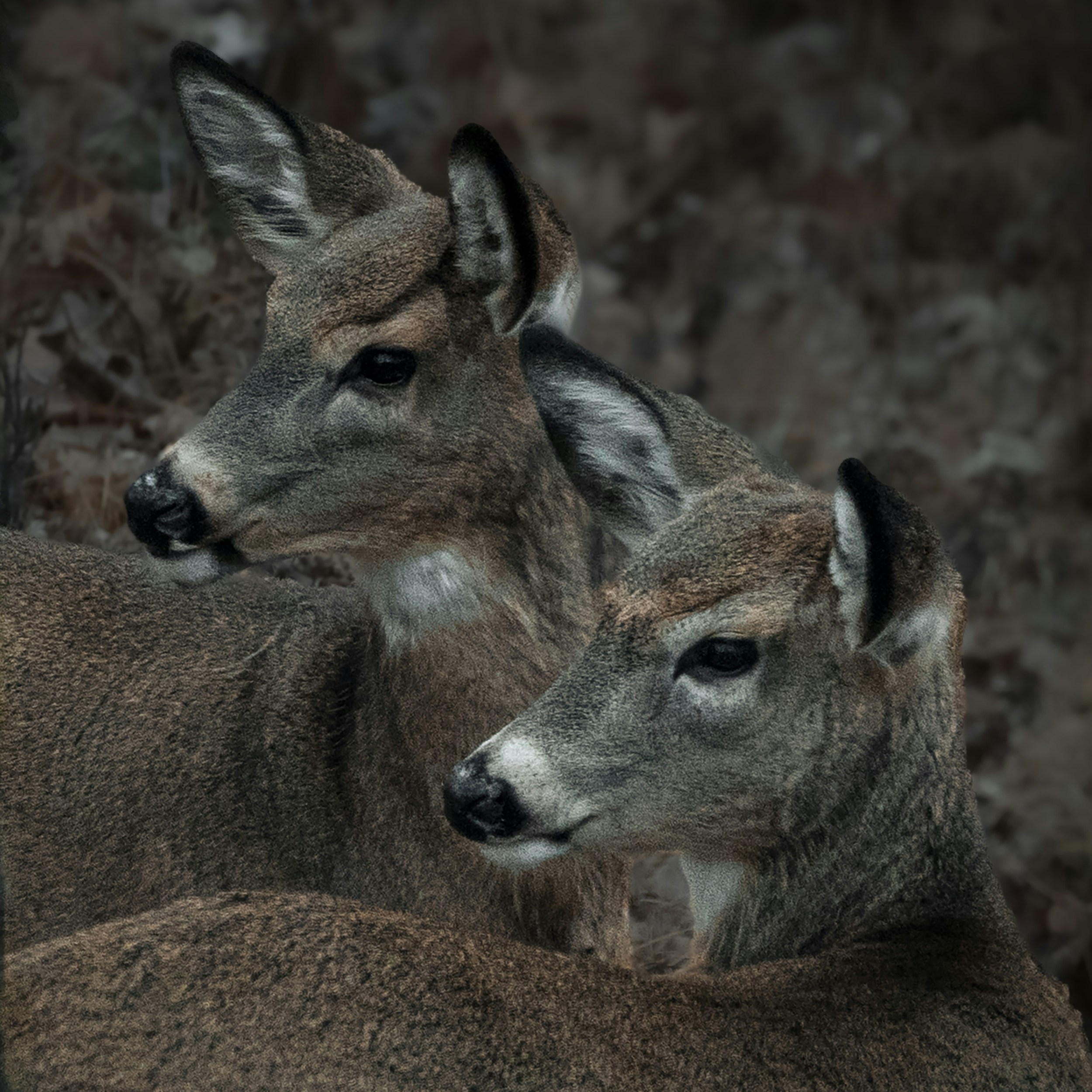 Whispers of the Wild: A Serene Encounter