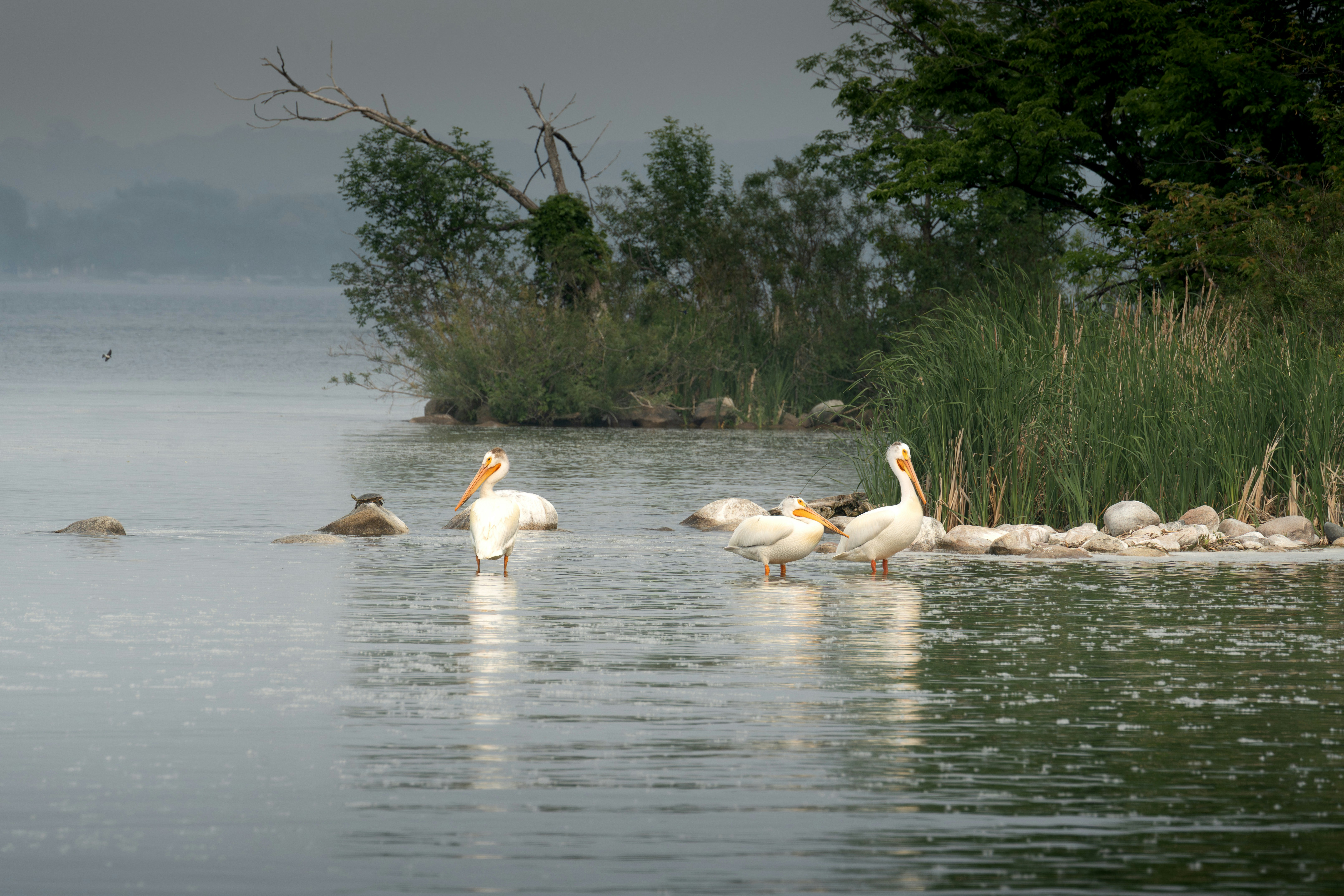 Several pelicans stand on a rocky shore near water.