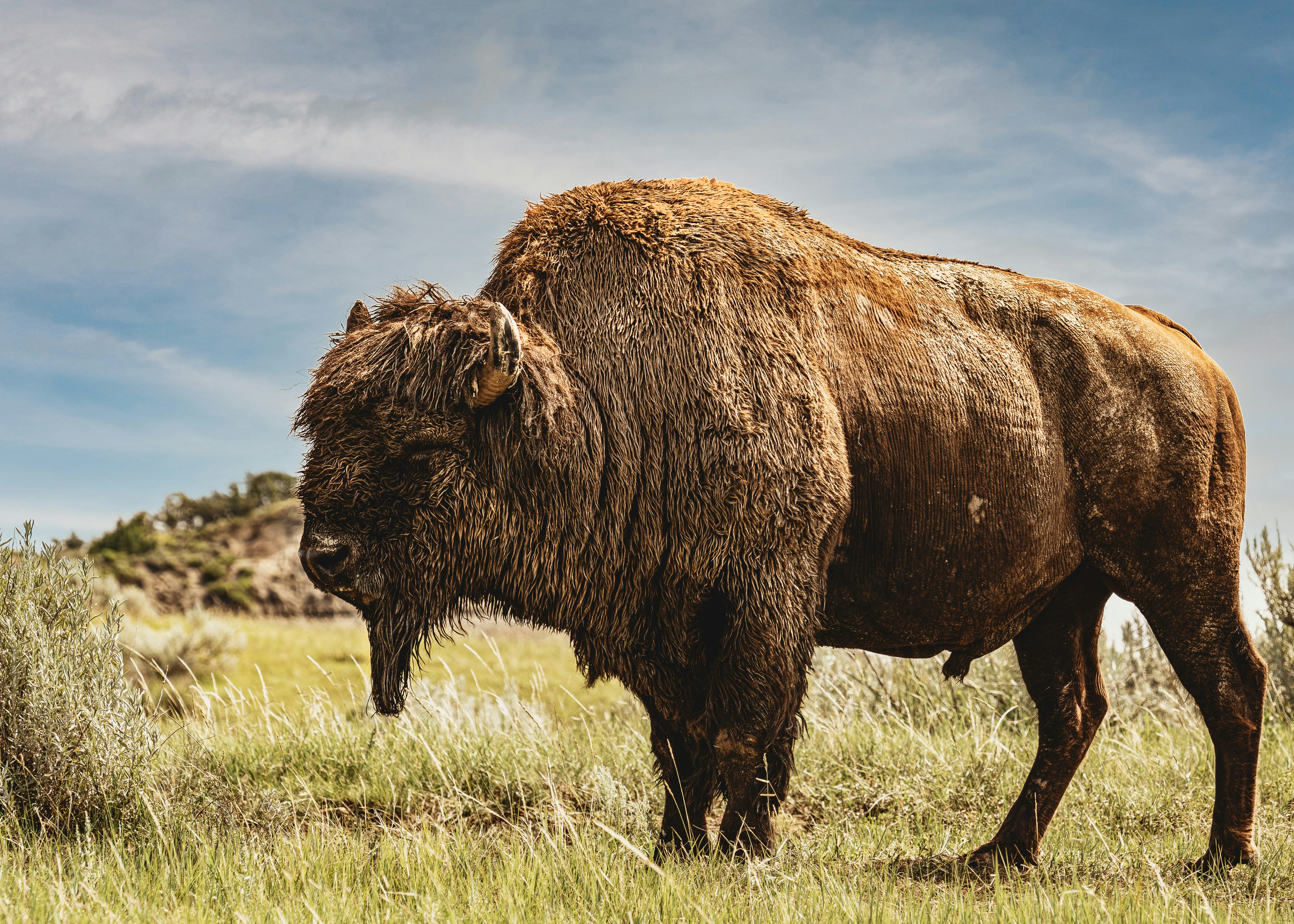 A bison stands in a grassy field under a blue sky.