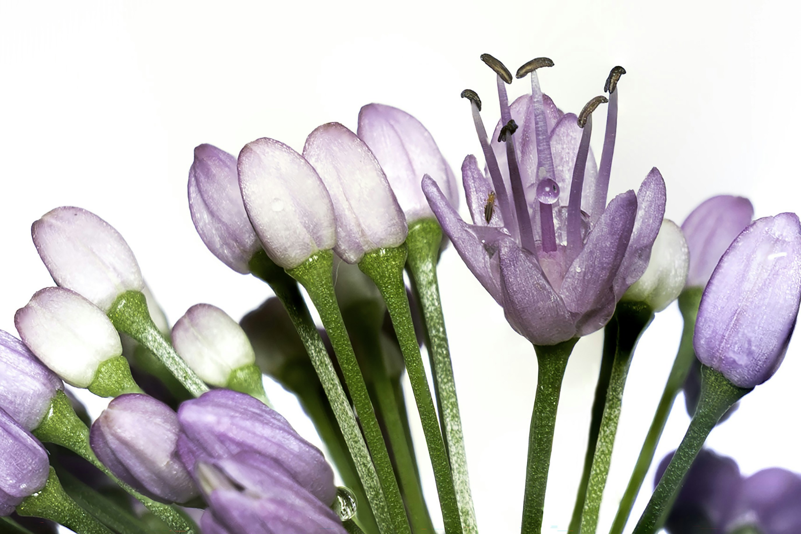 Whispers of Spring: A Floral Symphony