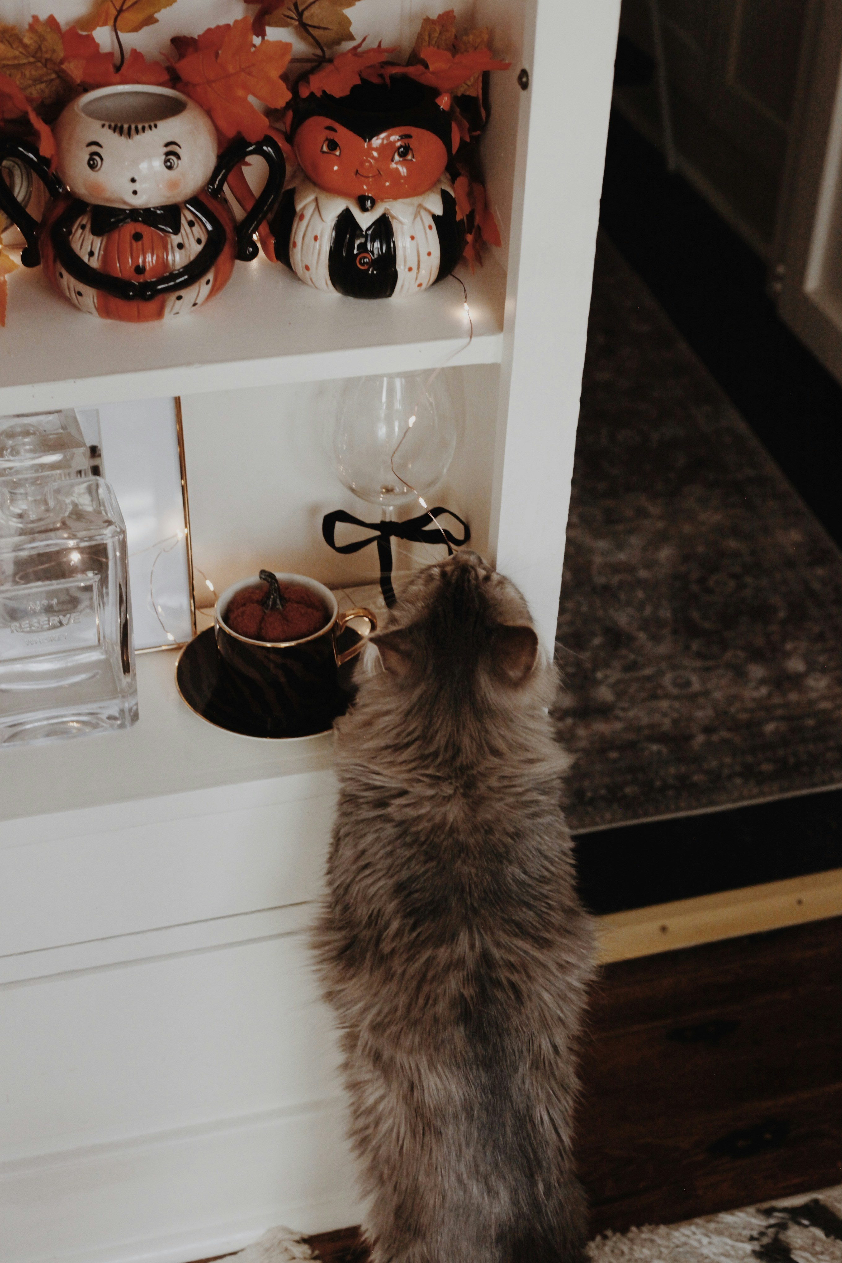 Curious Whiskers Amidst Autumn Decor