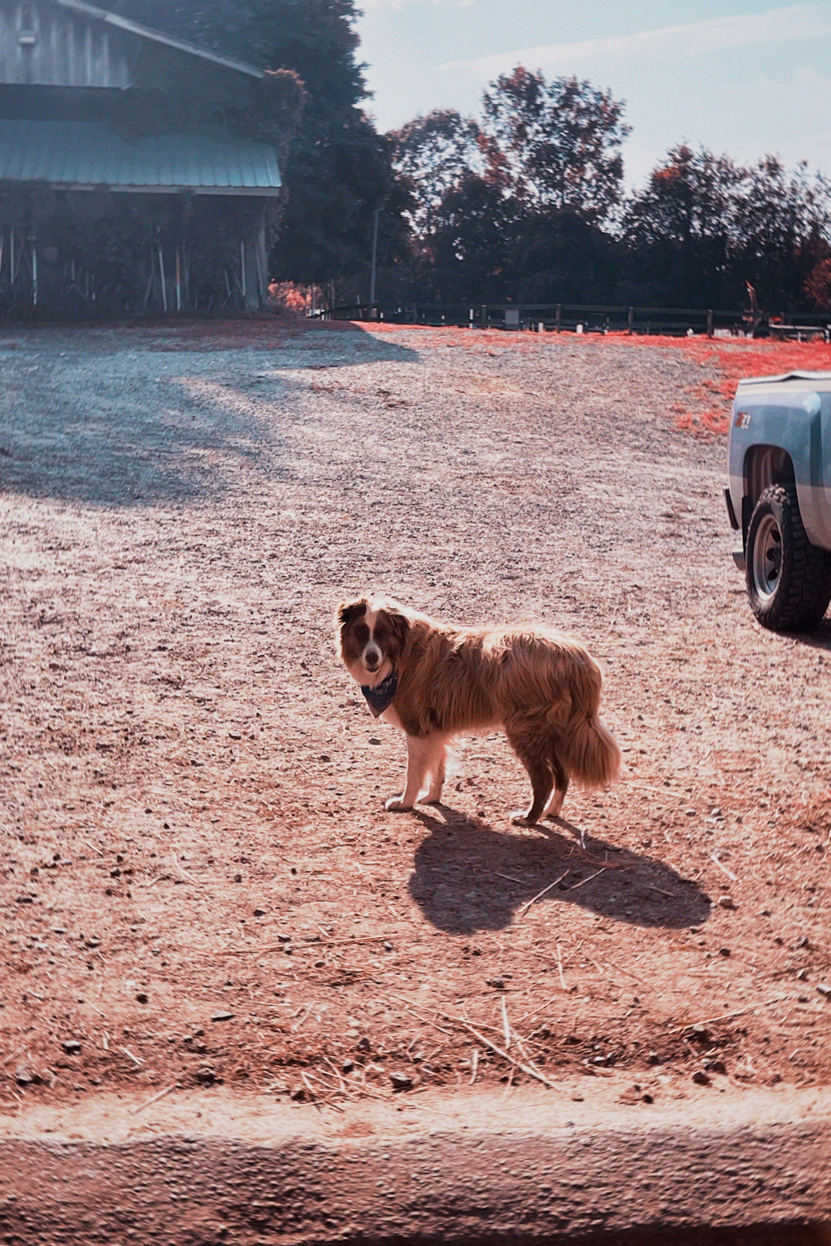 A Playful Encounter on the Farm