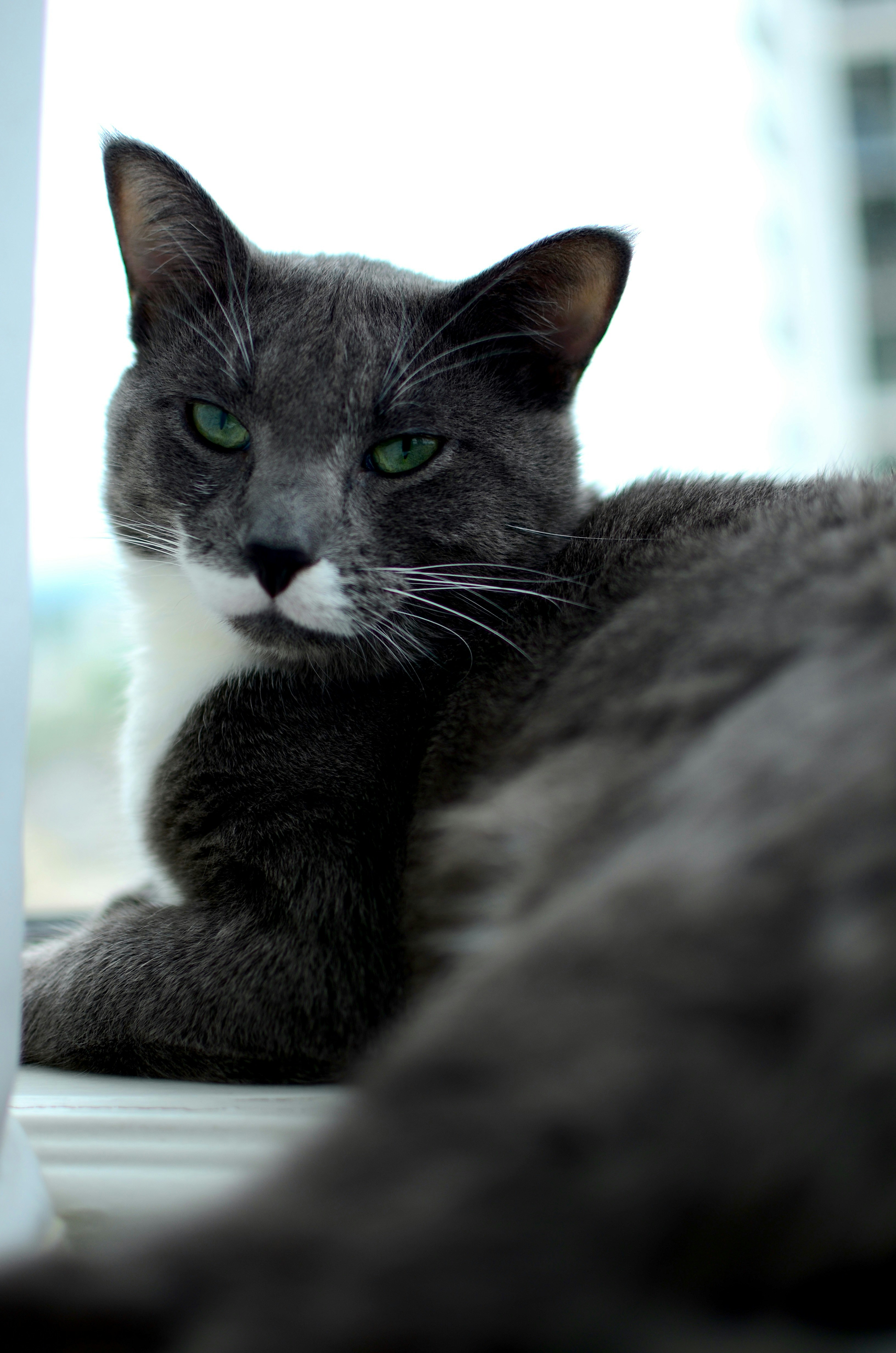 A grey handsome male cat, relaxing, chilling by the window. | A gray and white cat with green eyes rests.