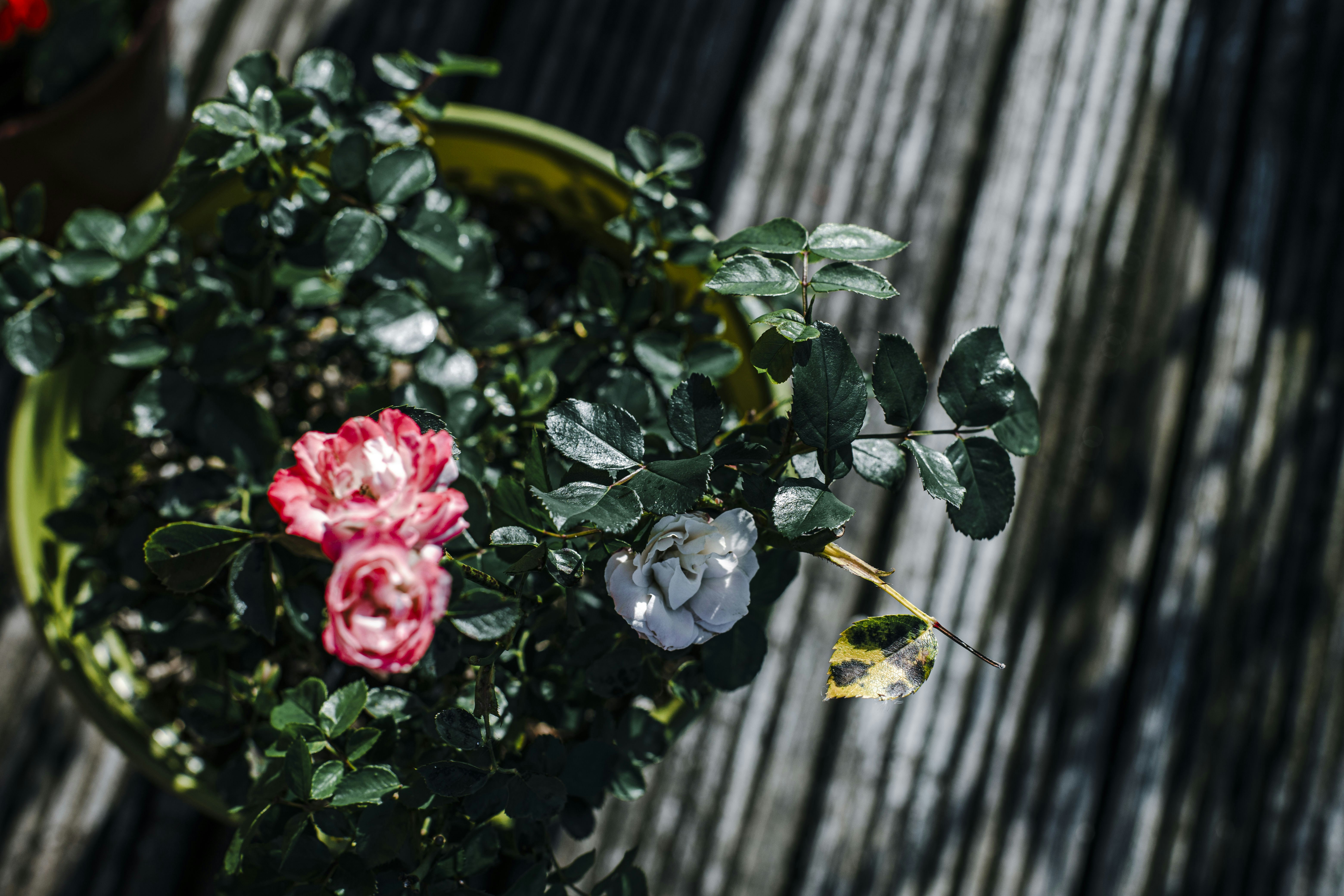 Green plant with pink flowers on wooden surface