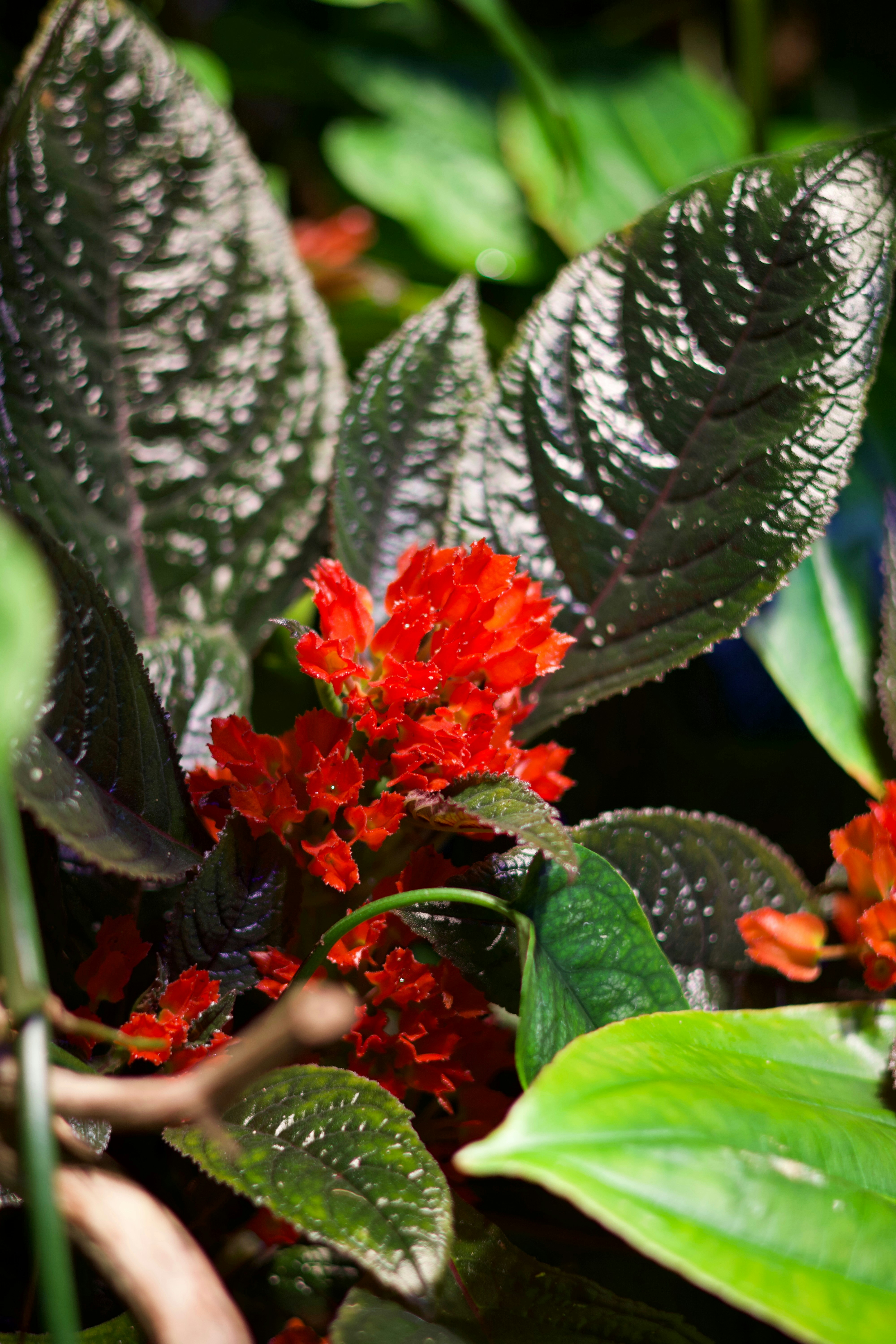 Crimson Celosia Amid Armor-Like Foliage