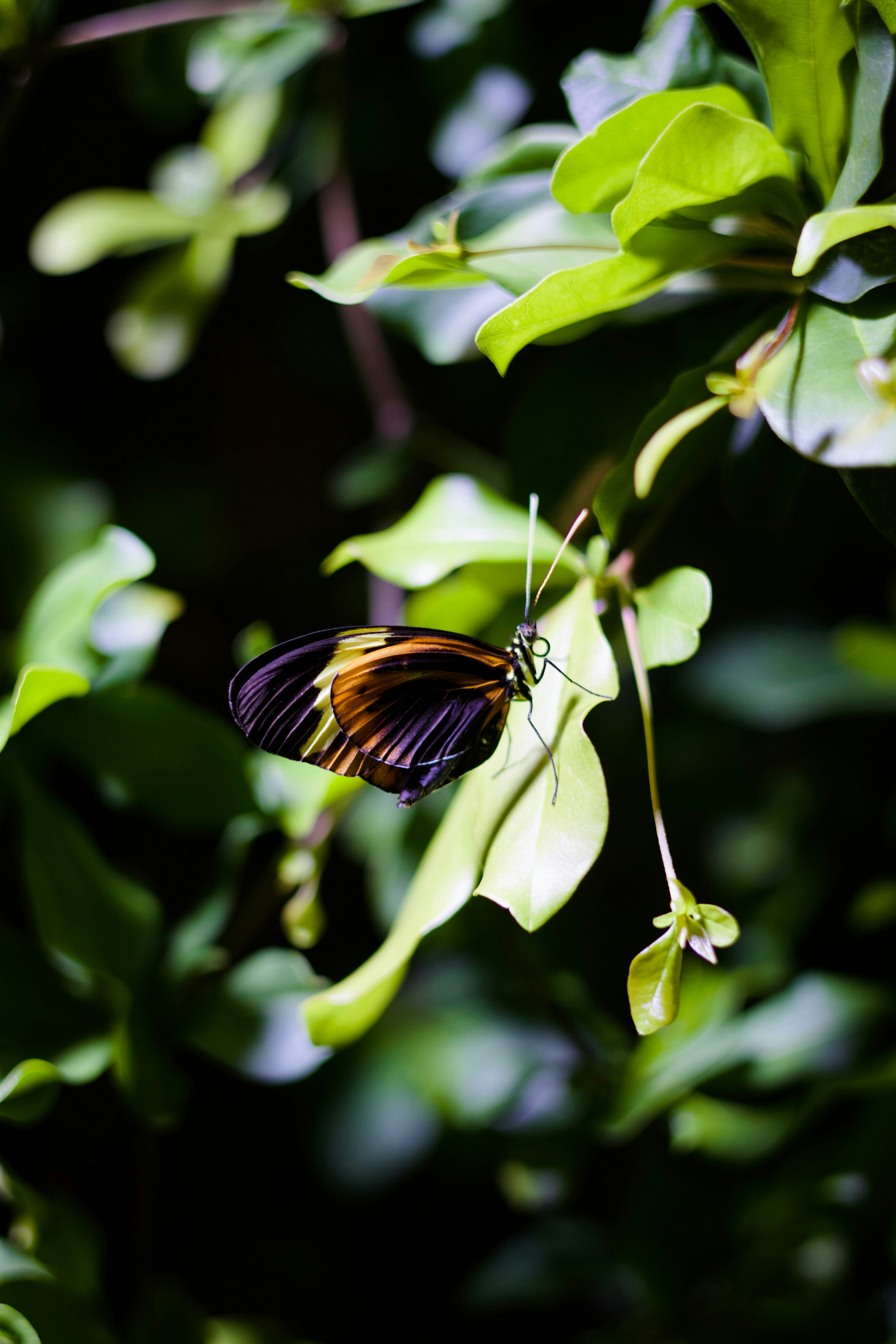 Whispers of Nature: The Butterfly's Dance