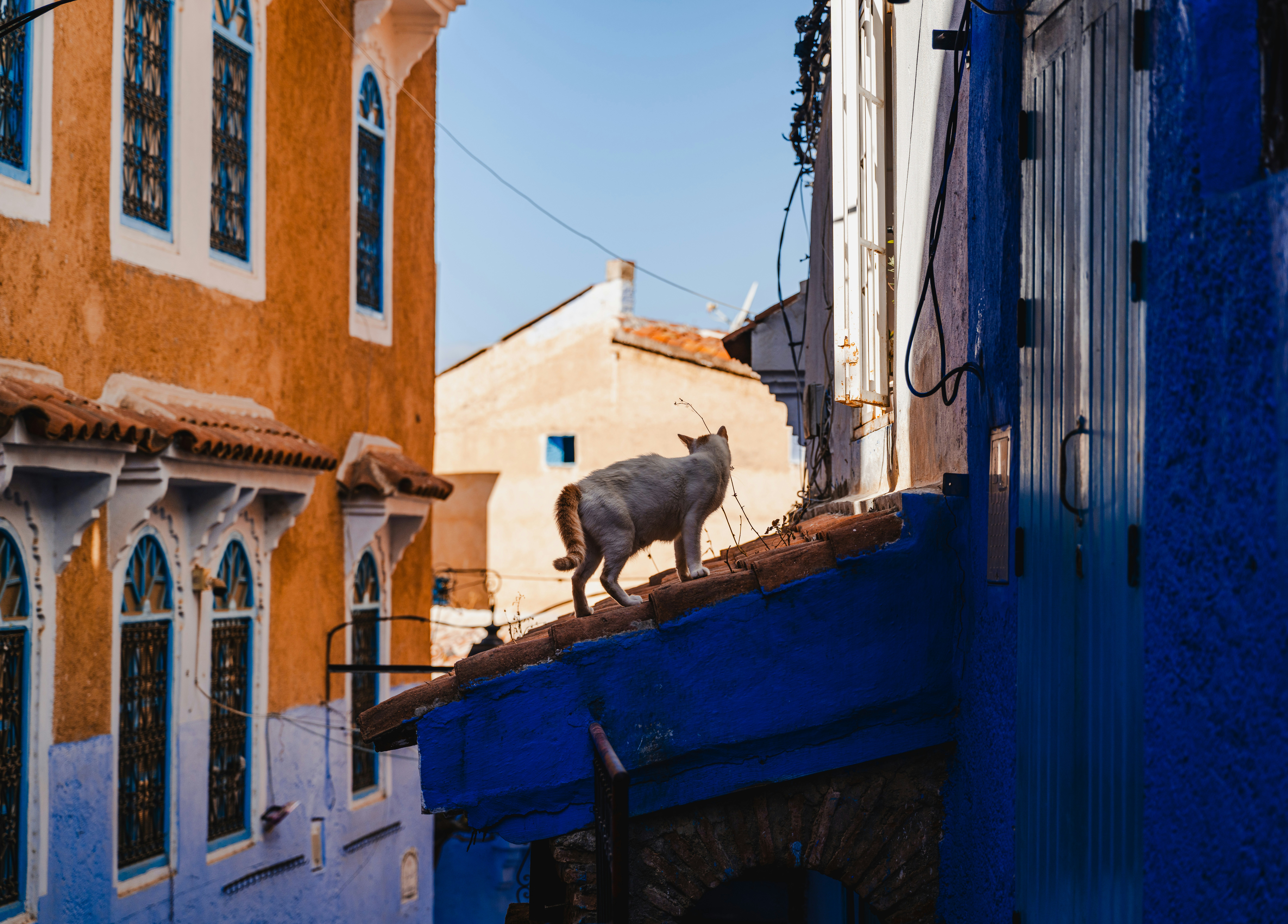 A white cat walks on a rooftop in a blue city.