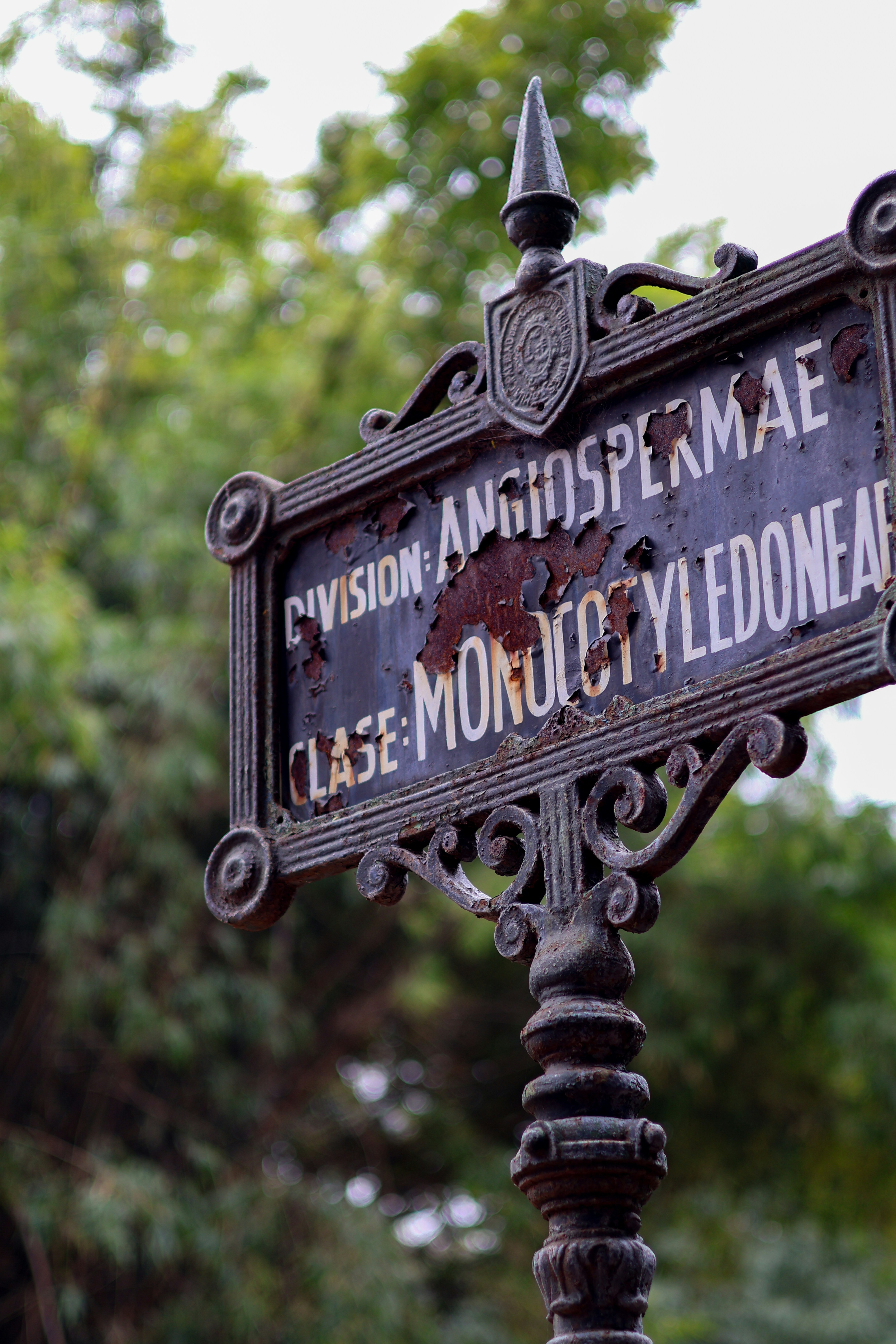 Weathered botanical sign showcasing the classification of angiosperms and monocotyledons amidst lush greenery.