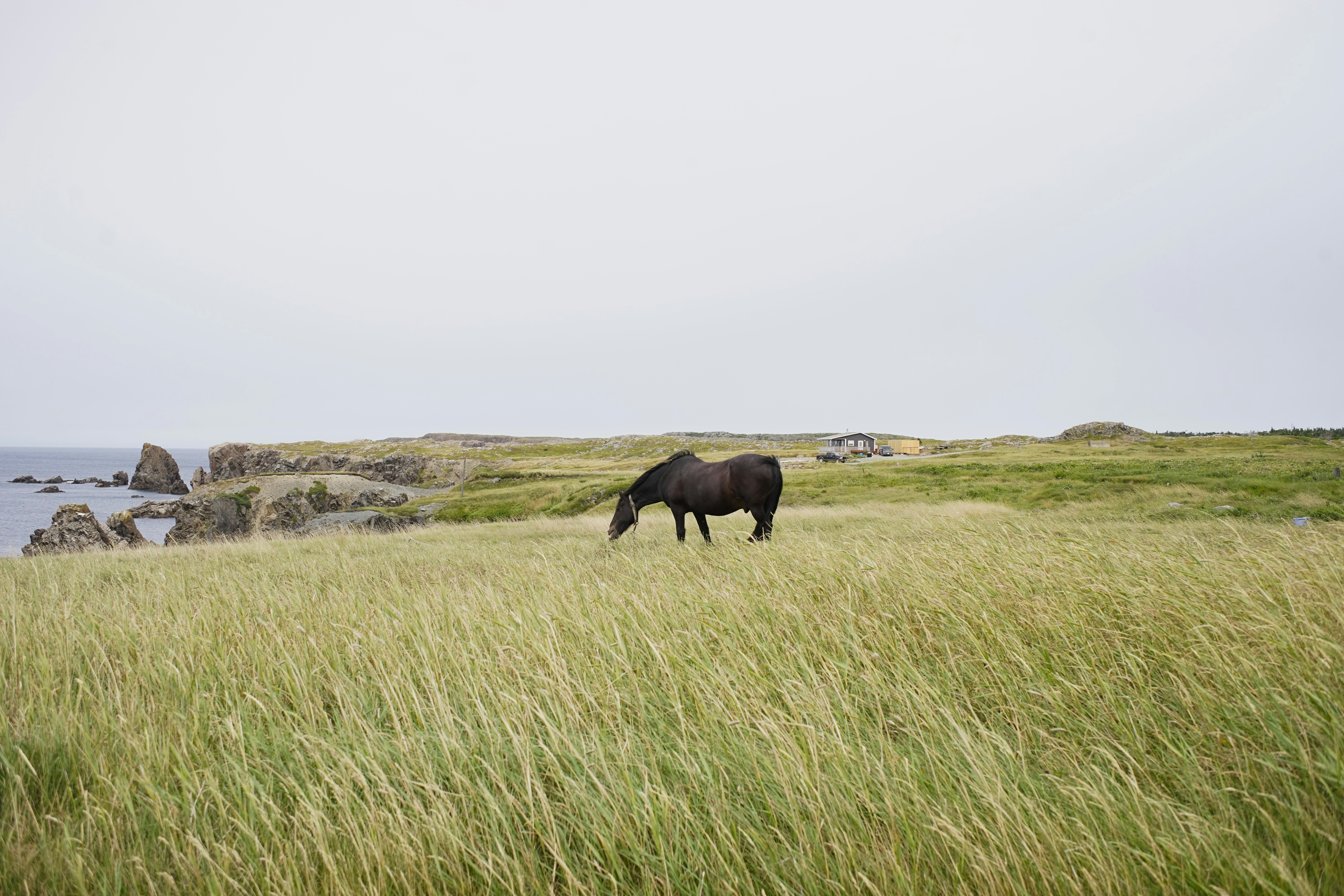 Serenity of the Coastal Pasture