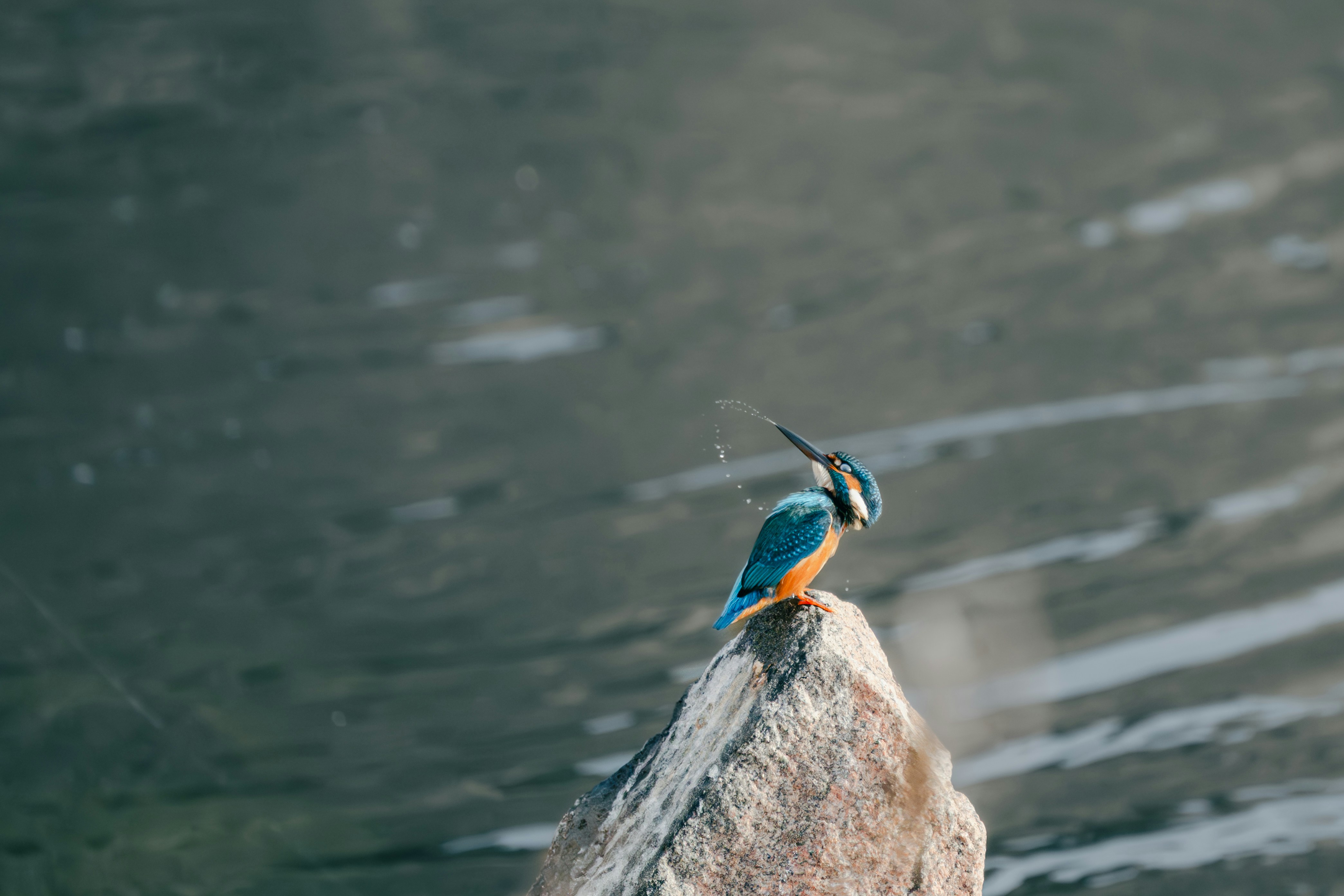 A Moment of Precision: The Kingfisher's Catch