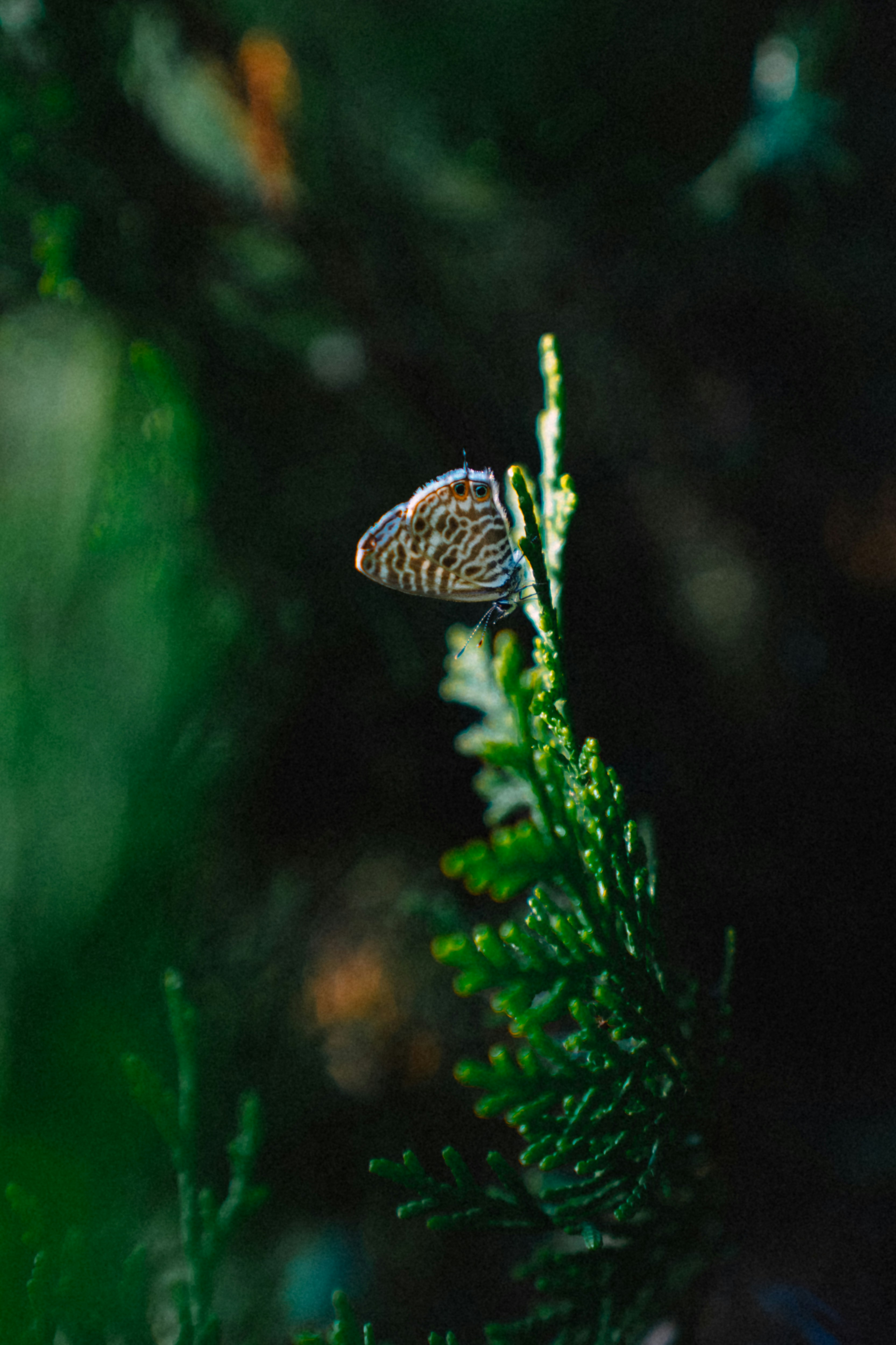 Whispers of Nature: A Butterfly's Perch