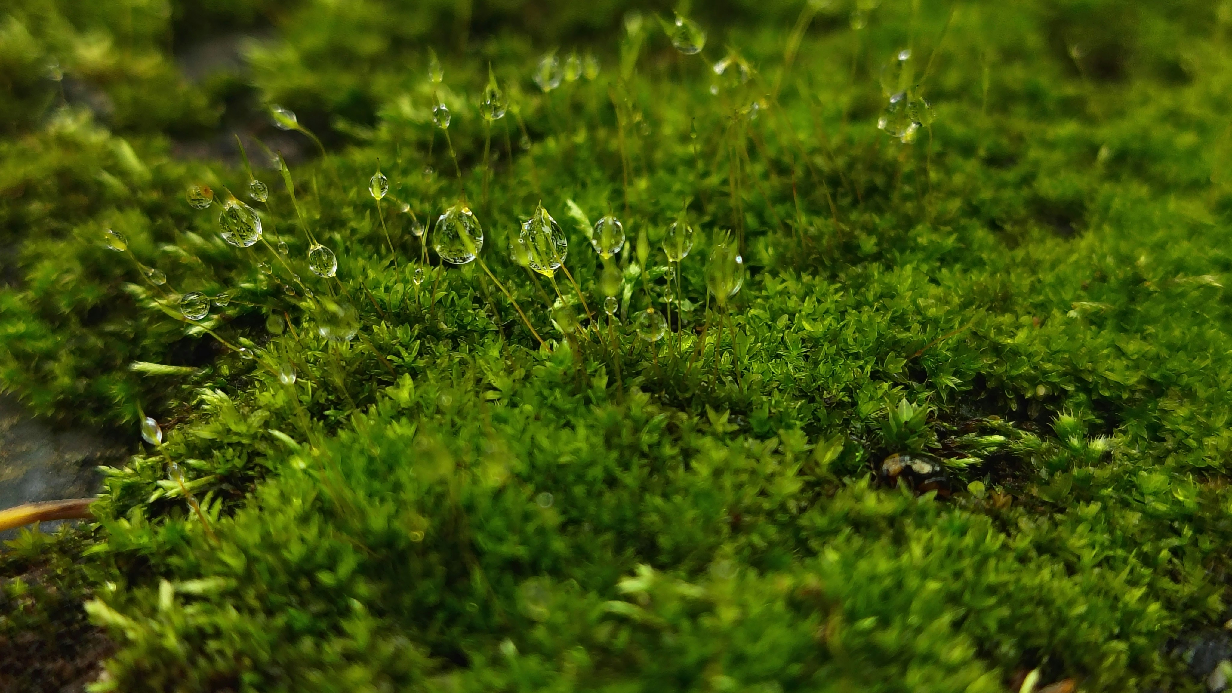 Close-up of green moss with water droplets