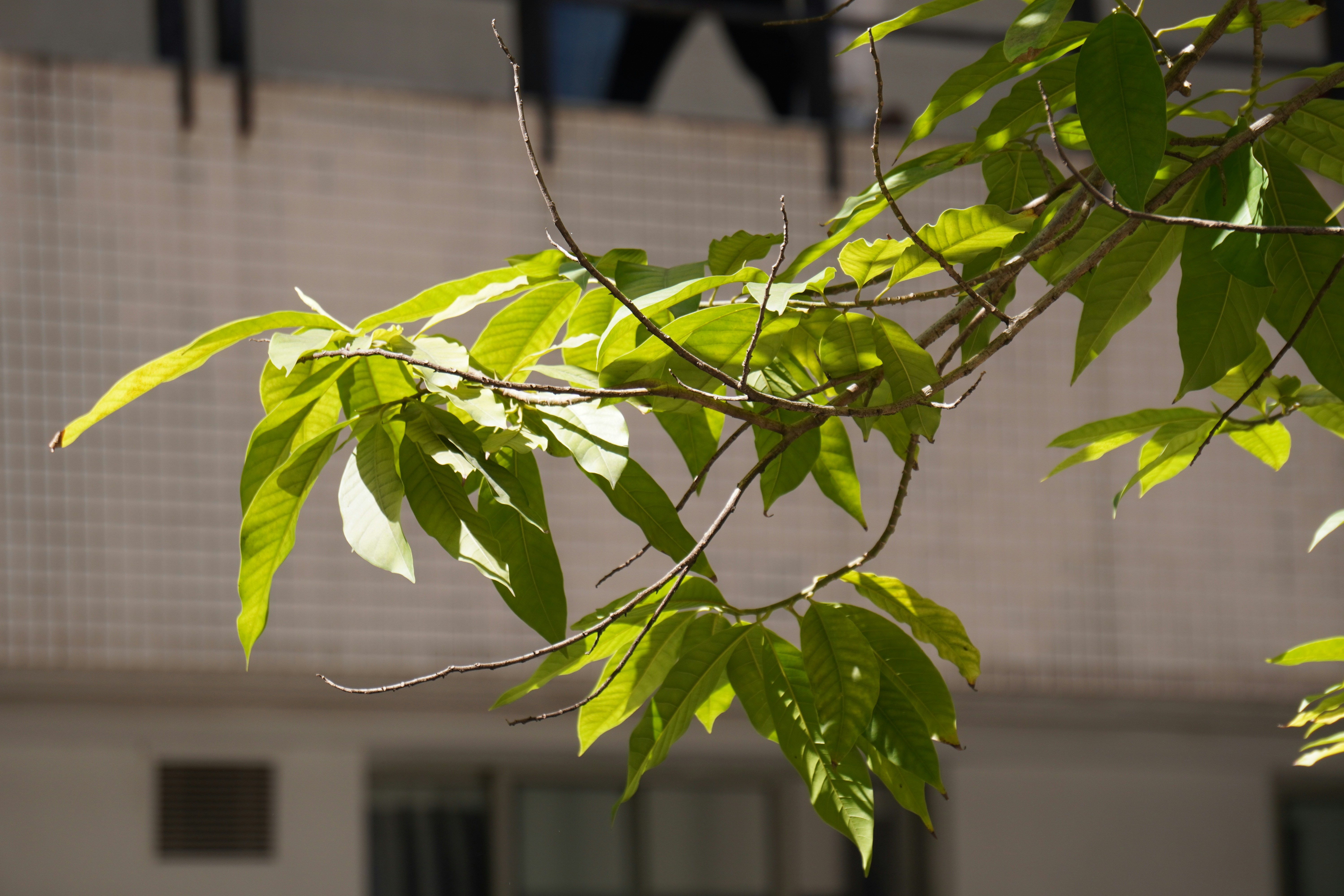 Verdant Canopy: A Glimpse of Urban Nature
