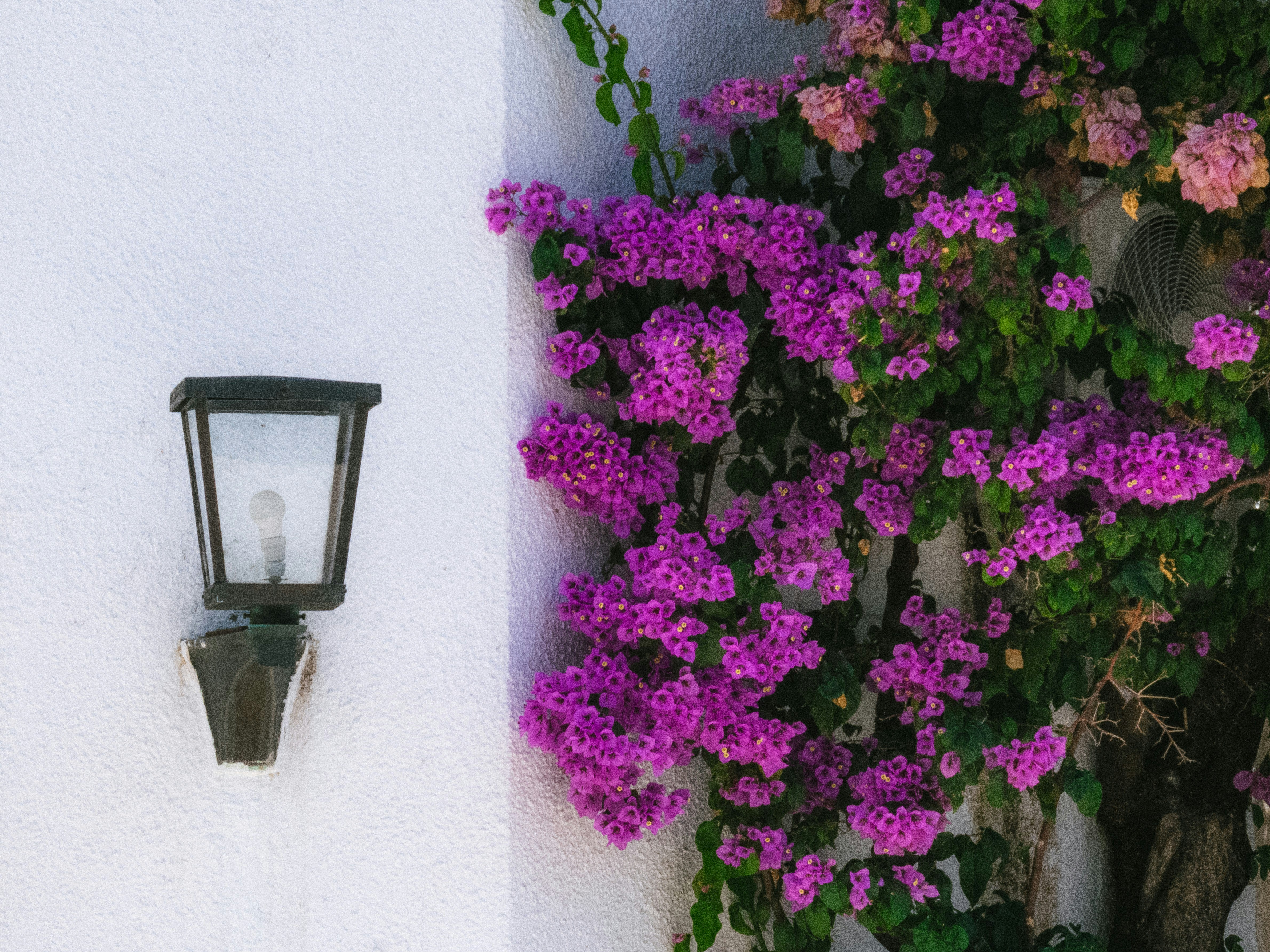 A vintage lantern nestled beside vibrant bougainvillea blooms cascading down a white wall.