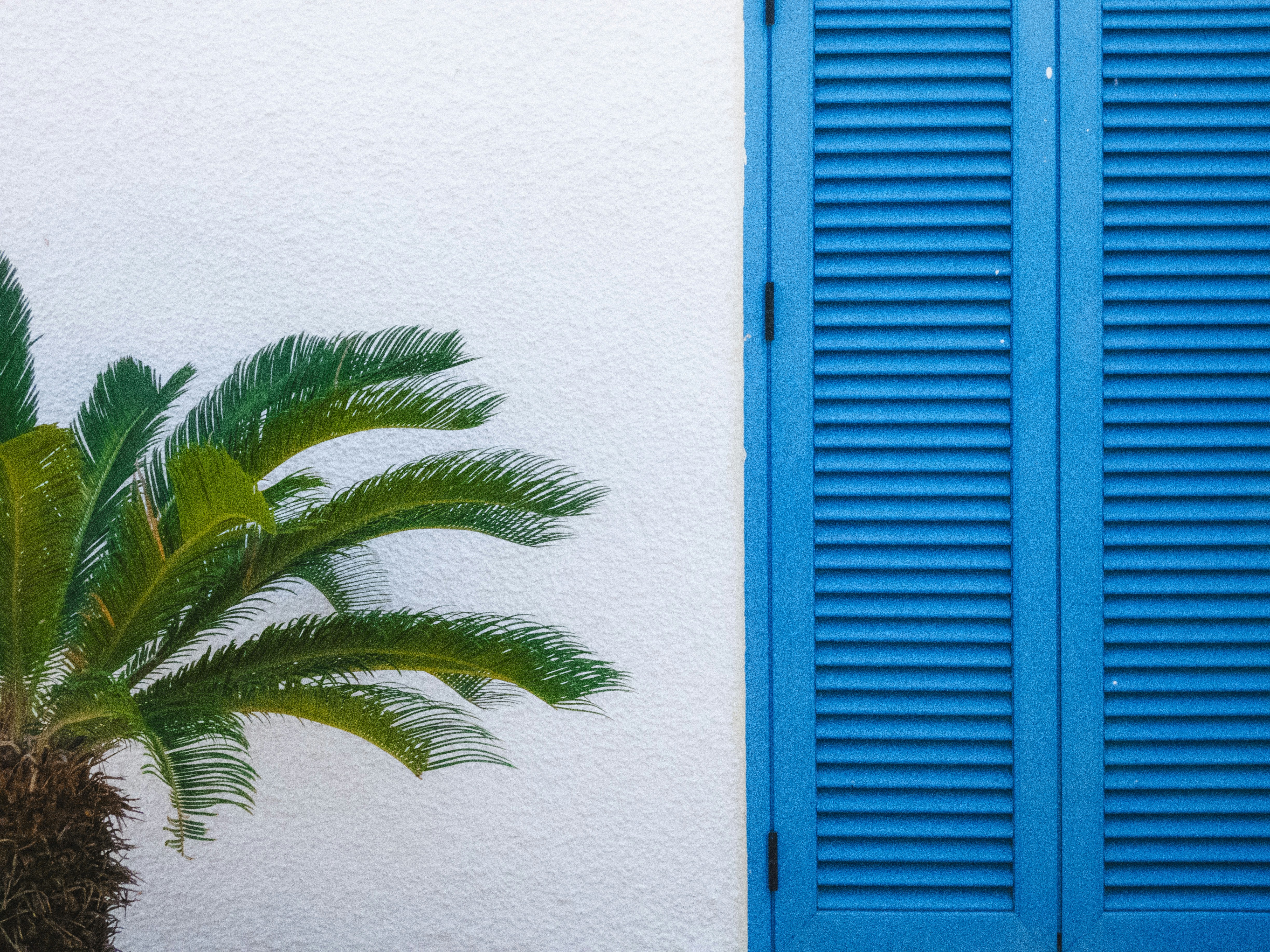 Green palm leaves beside bright blue window shutters on a white wall. | Green palm frond against white wall and blue shutters