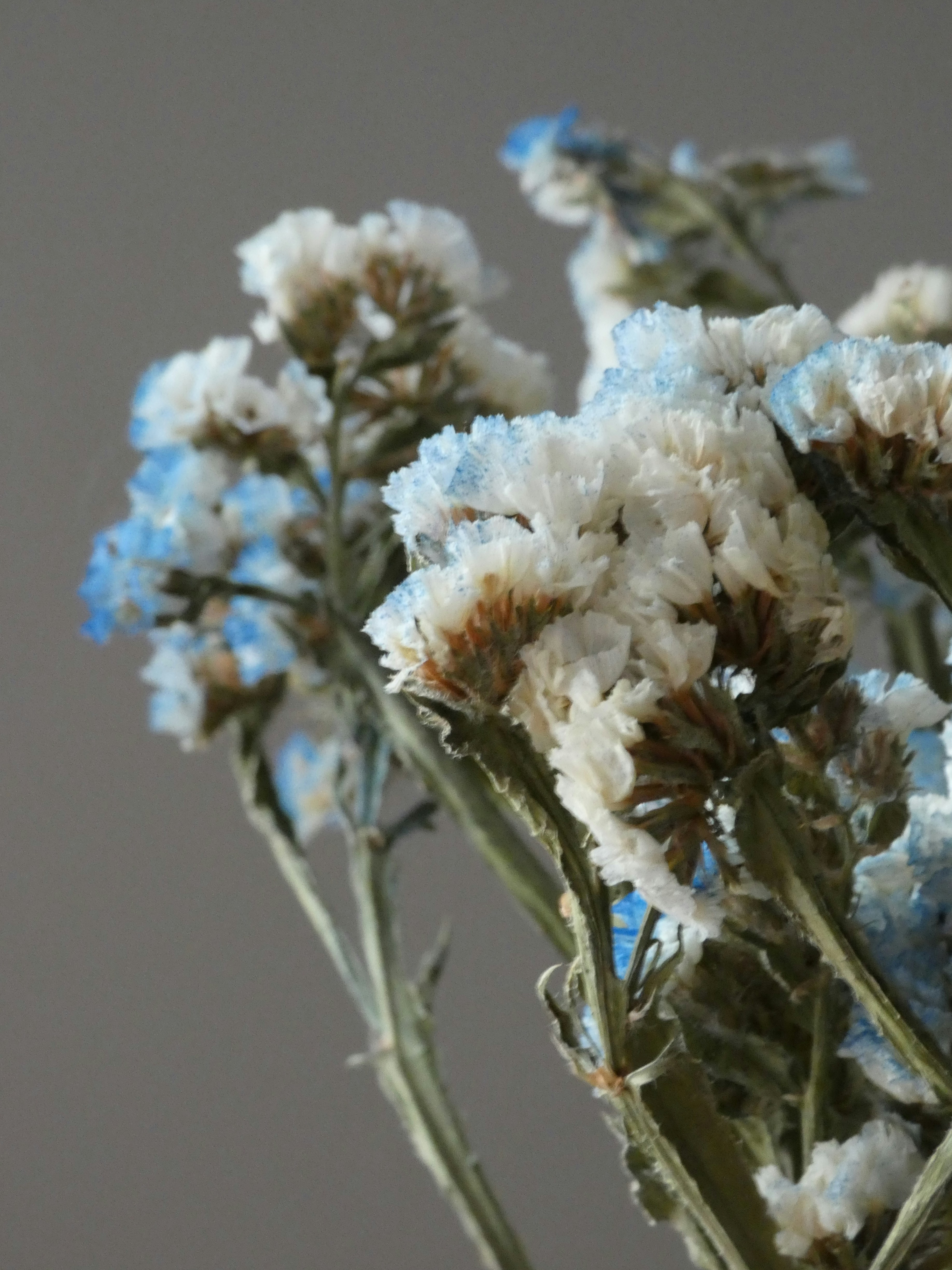 Delicate dried flowers with a touch of blue accentuating their natural beauty, set against a soft, neutral background.