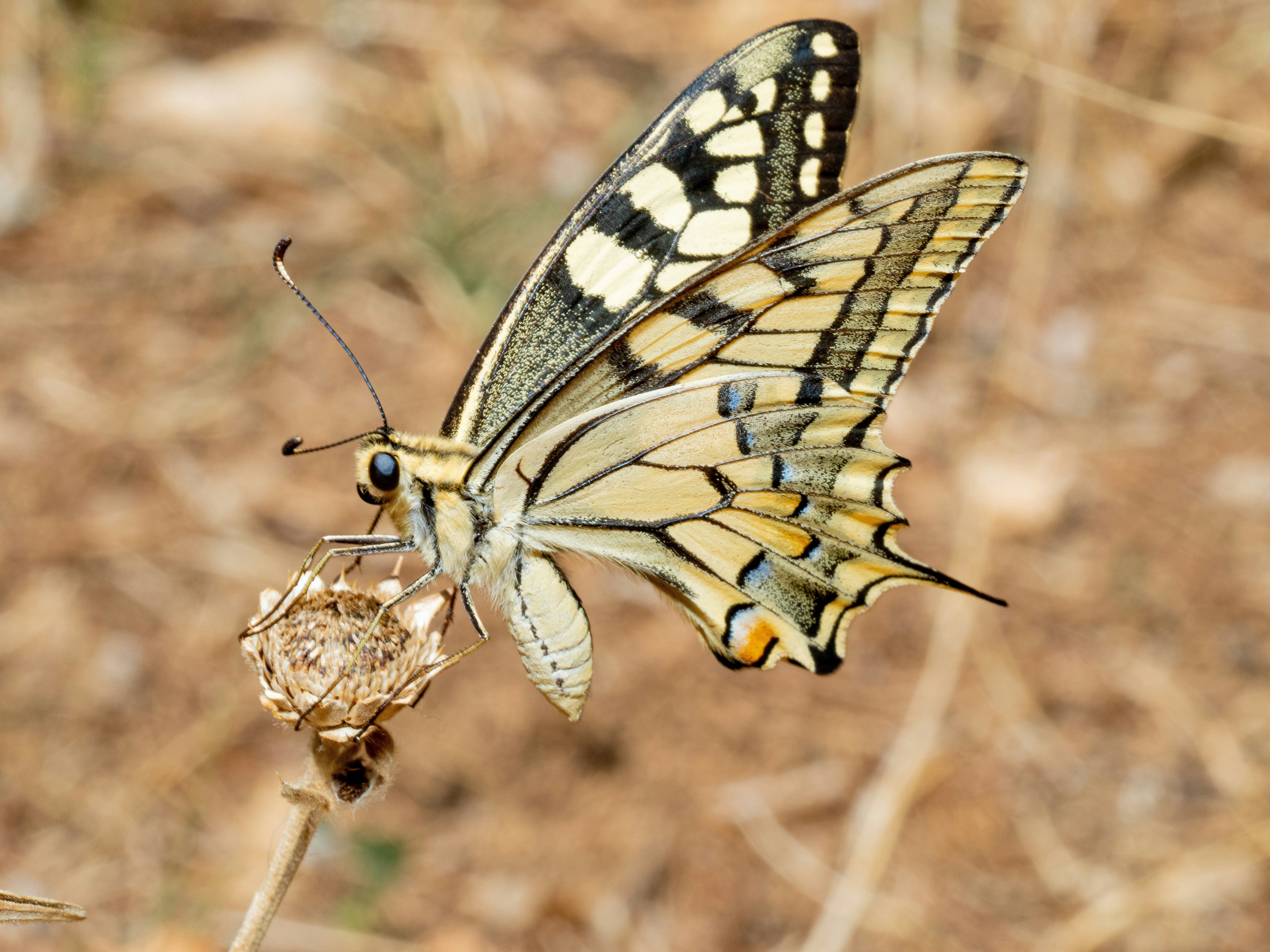 Nature's Delicate Artisan: The Swallowtail Butterfly