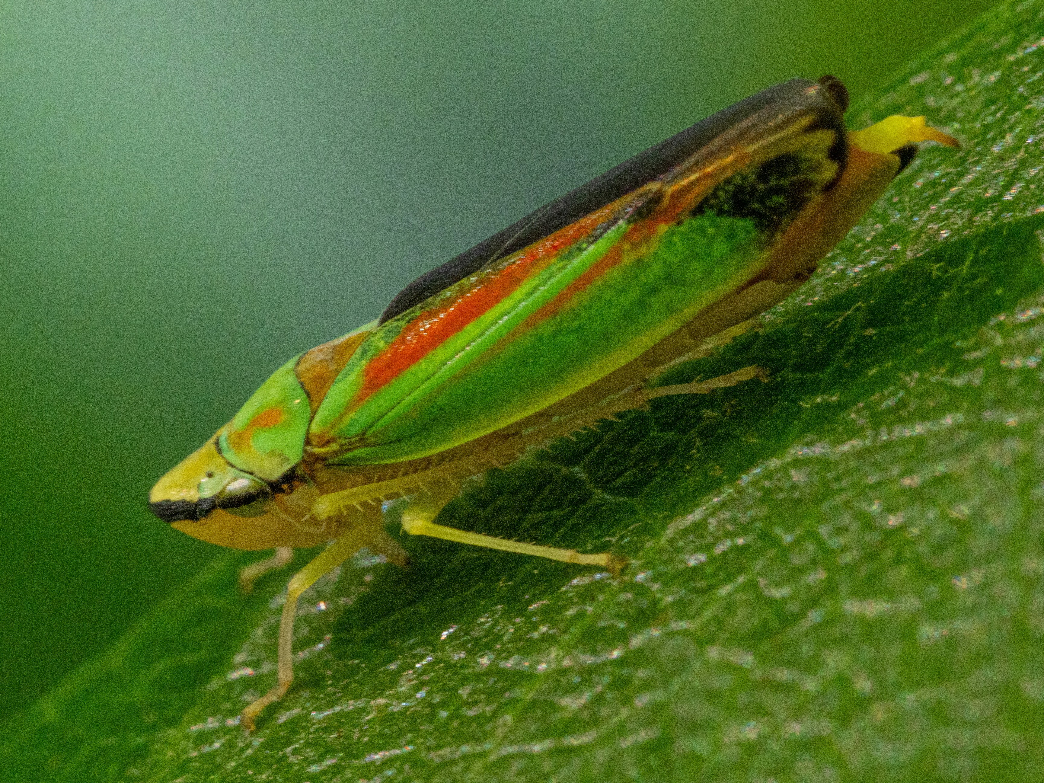 Nature's Jewel: The Vibrant Leafhopper