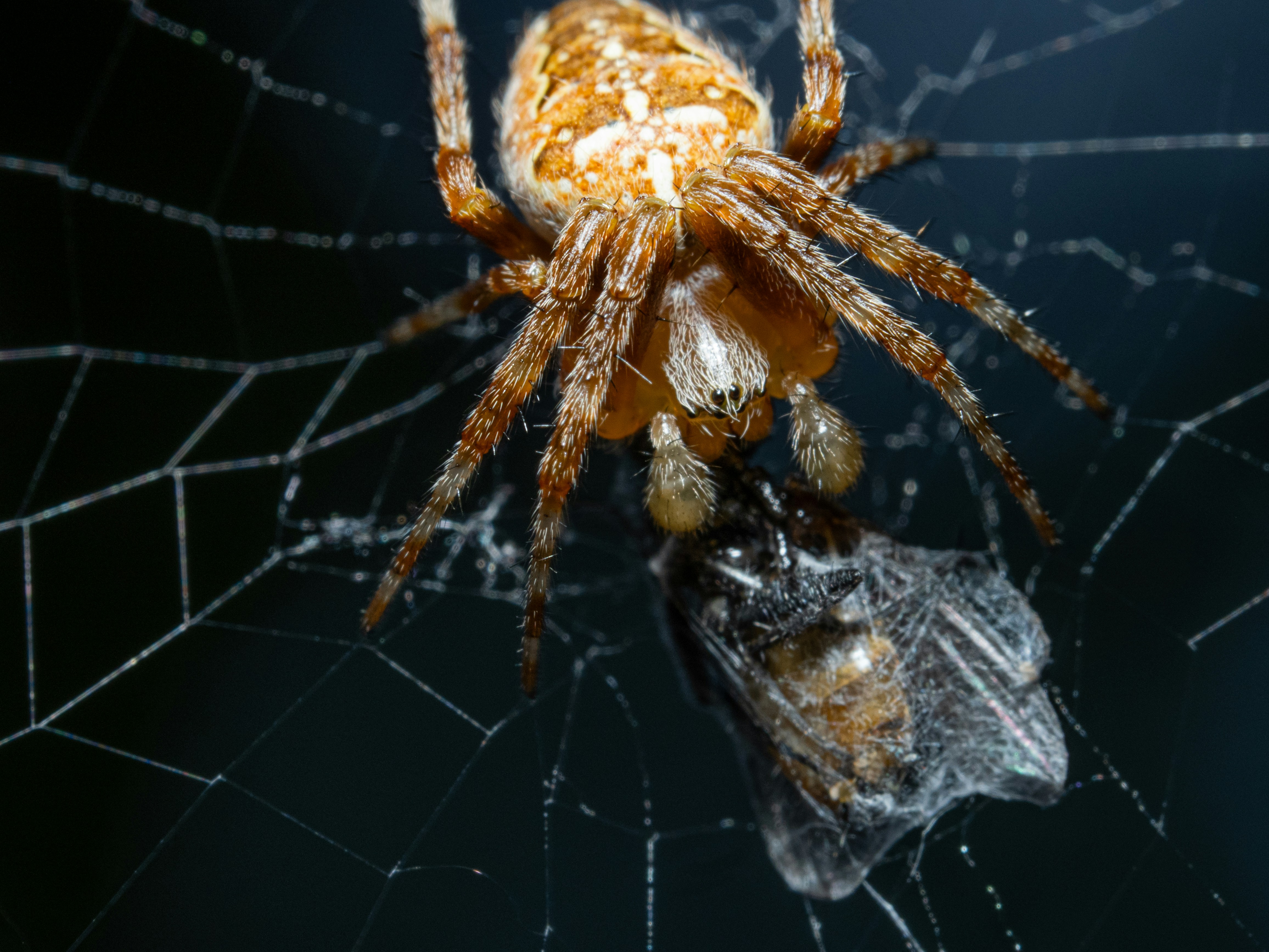 The Silent Hunter: A Spider's Feast