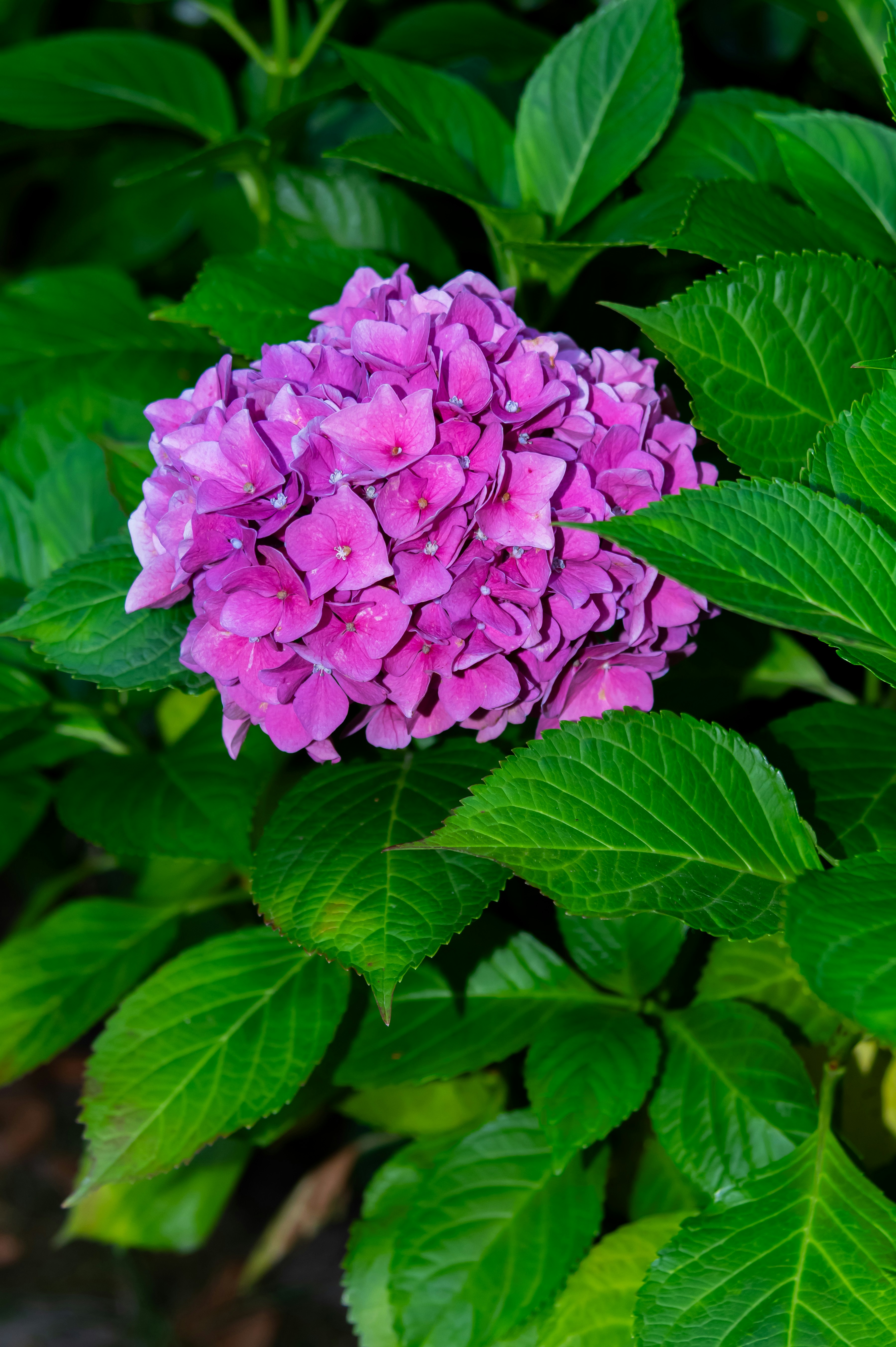 A vibrant pink hydrangea blooming amongst lush green leaves