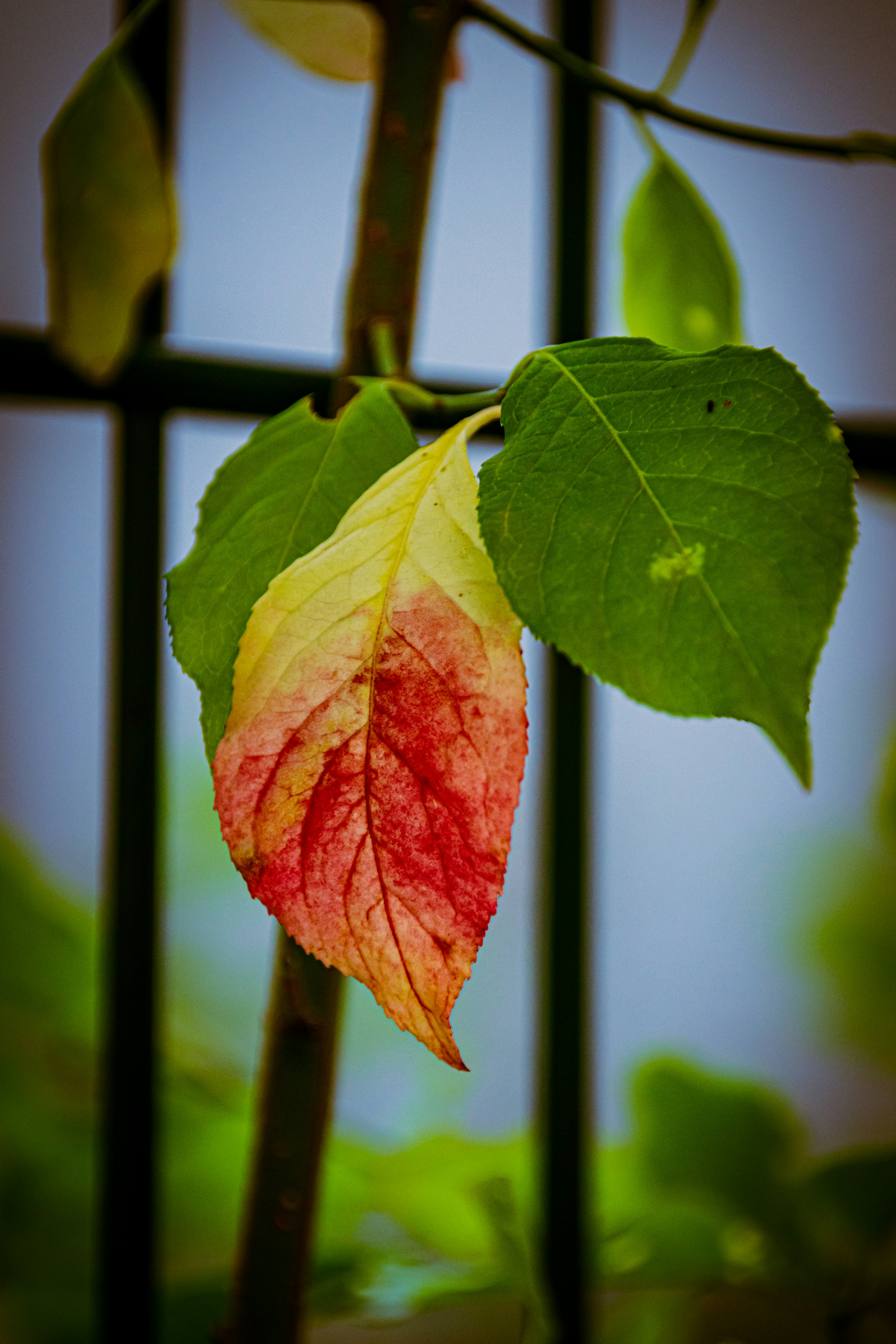 A single leaf transitions from green to red.