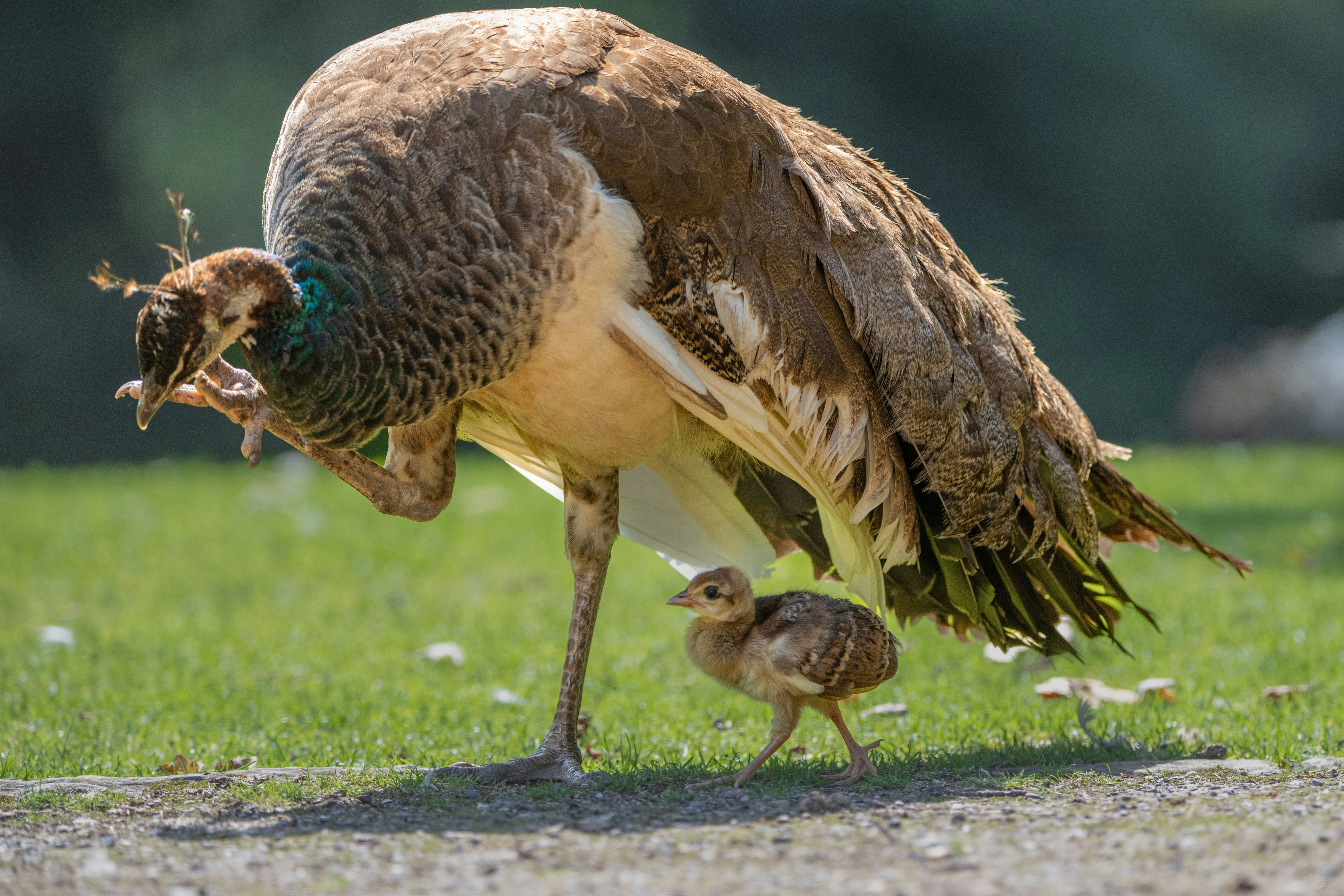 Sunlit Dual: A Peahen Guides Her Chick Across the Grass