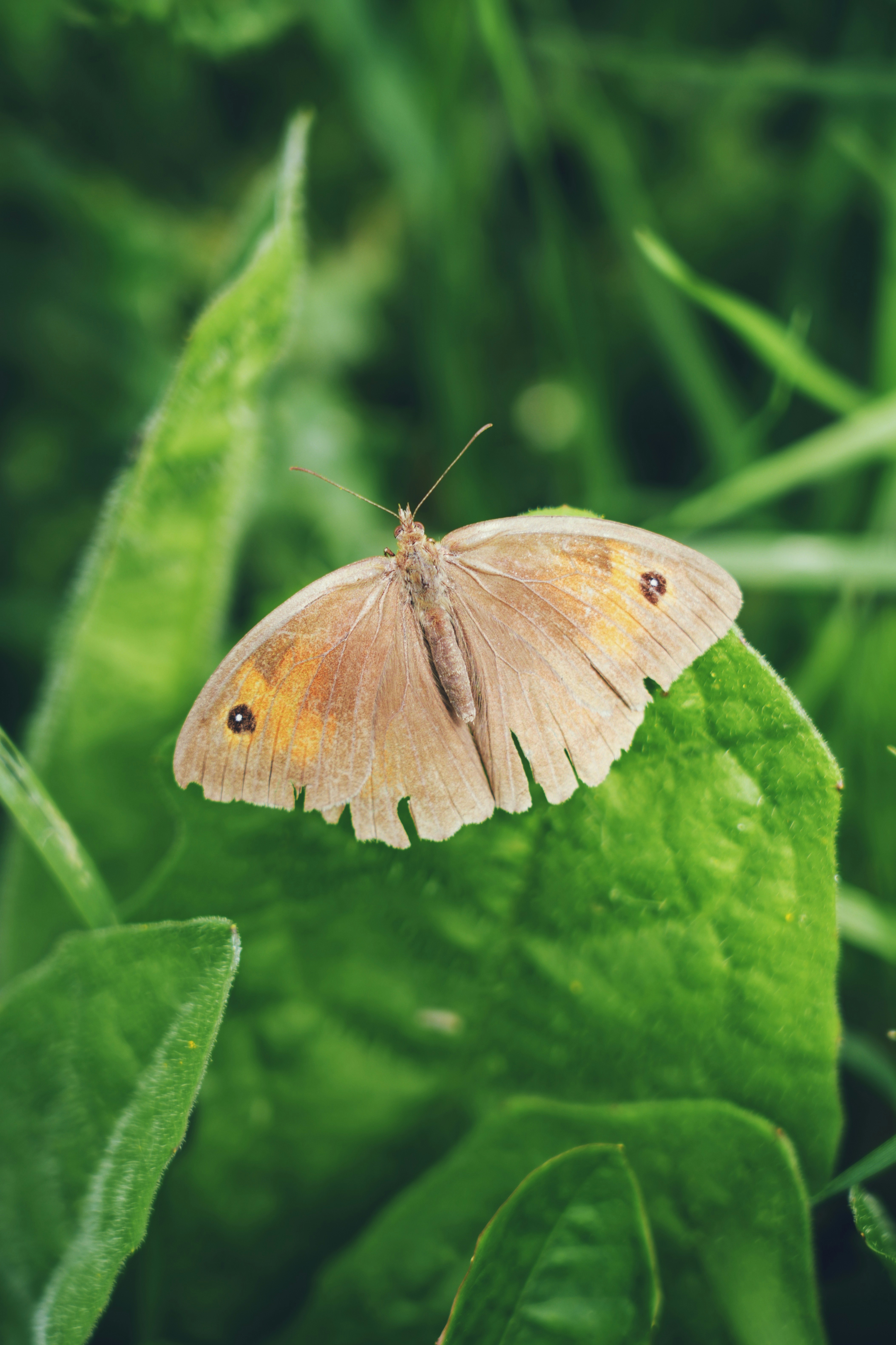 A butterfly perched gracefully on a vibrant green leaf, showcasing its intricate wing patterns against a lush backdrop.