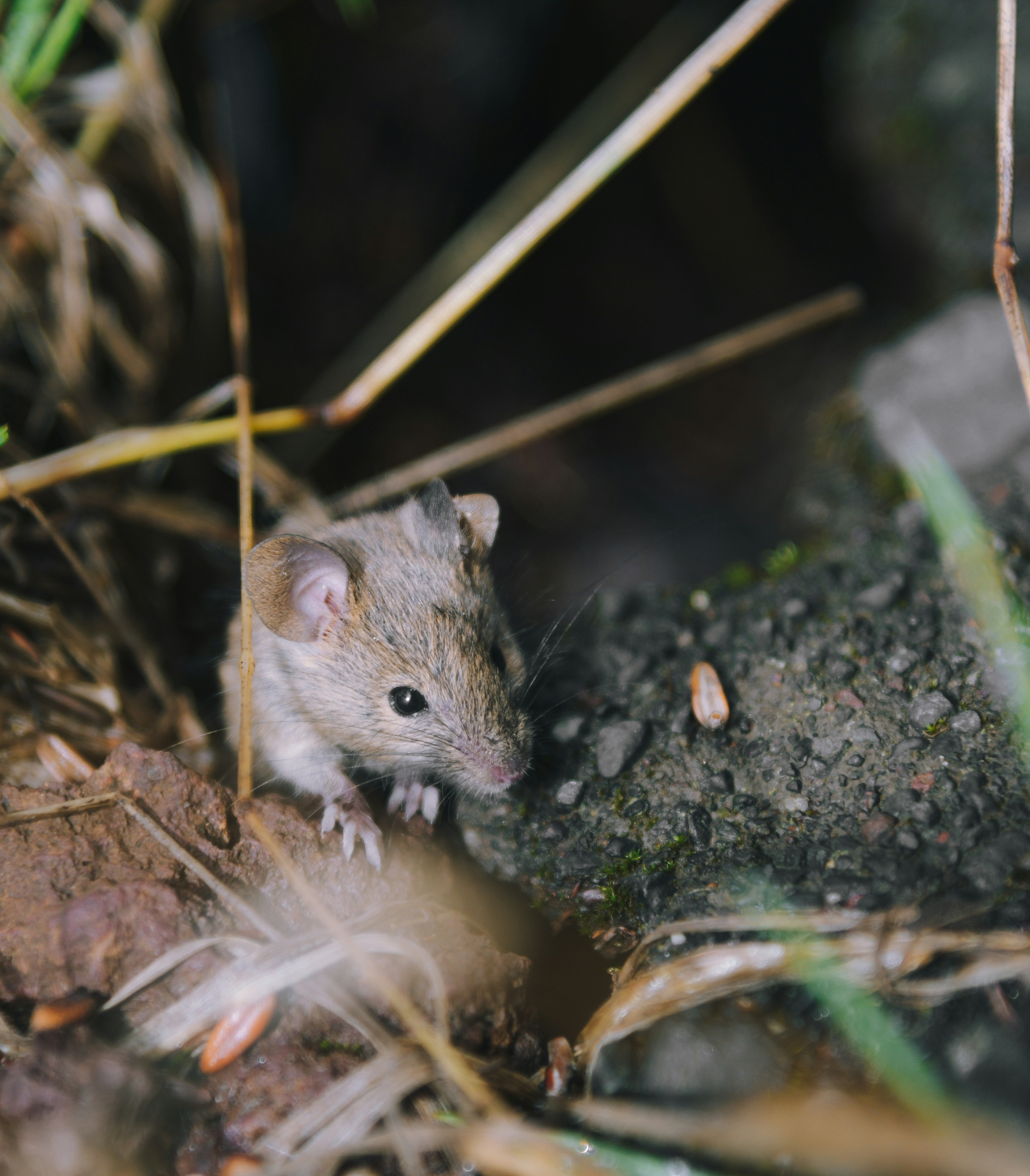 Mouse hiding in a hole. | A small mouse peeks out from its burrow.